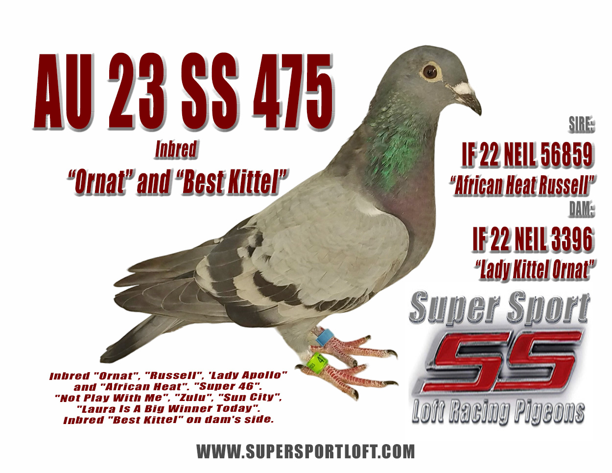 iPigeon.com - Racing Pigeon Auction