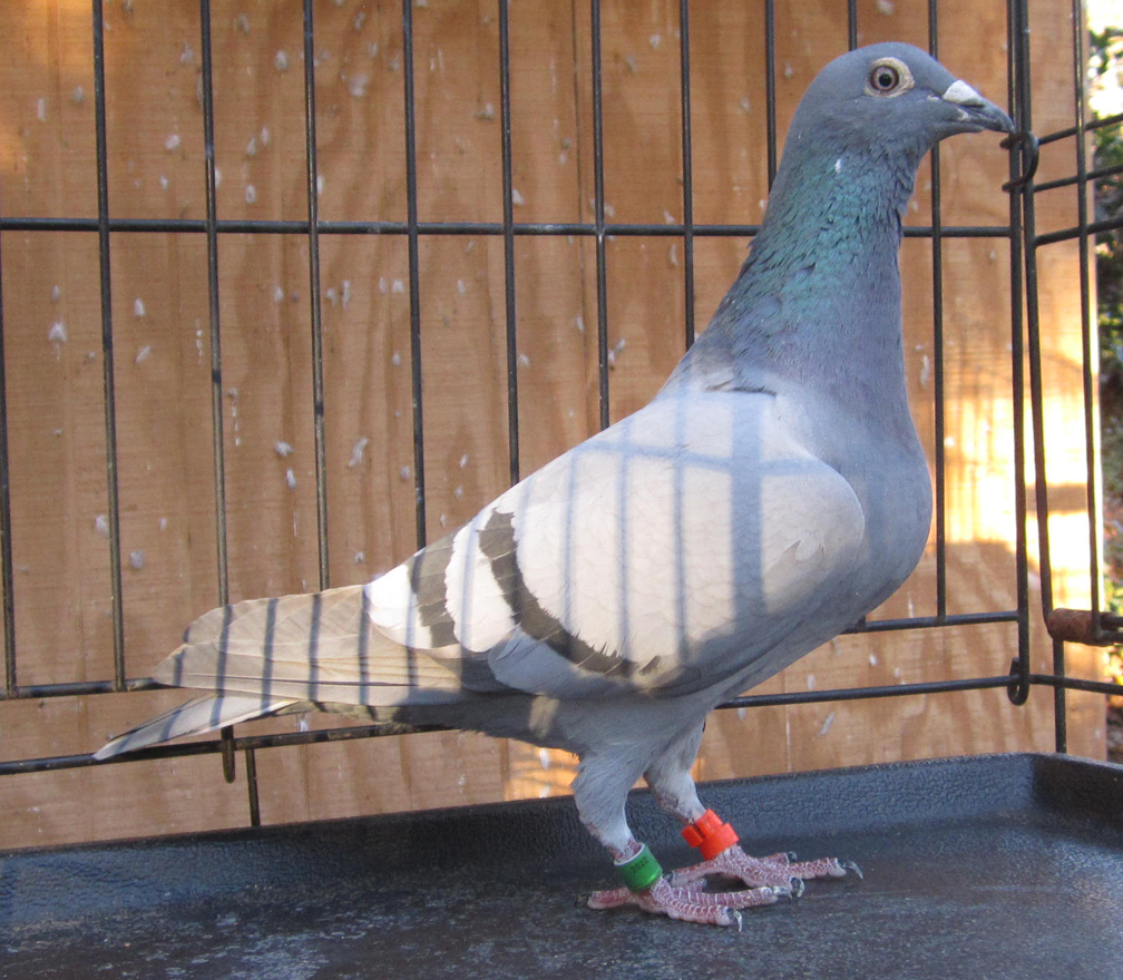 iPigeon.com - Racing Pigeon Auction