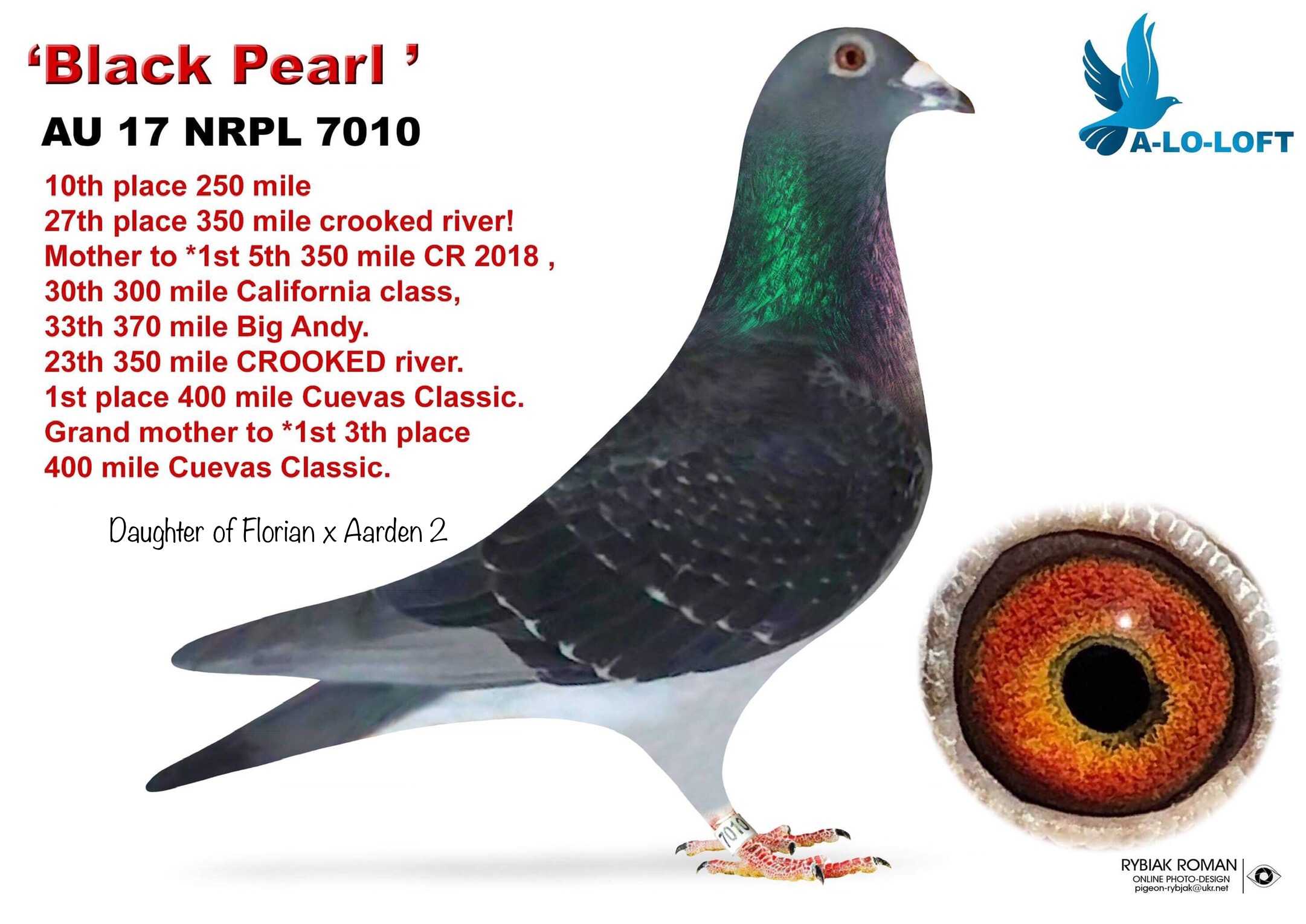iPigeon.com - Racing Pigeon Auction