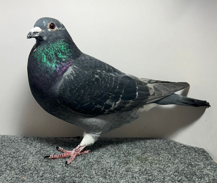 iPigeon.com - Racing Pigeon Auction
