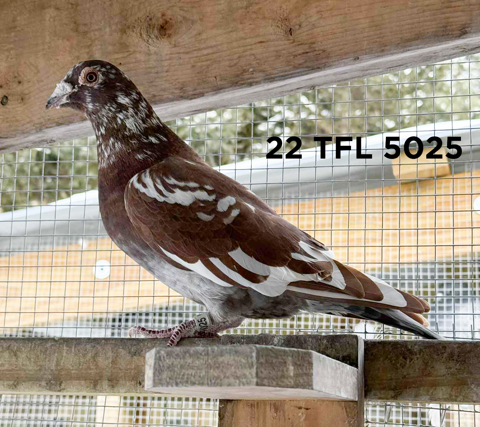 iPigeon.com - Racing Pigeon Auction