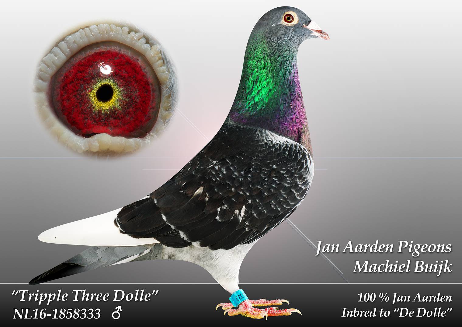 iPigeon.com - Racing Pigeon Auction