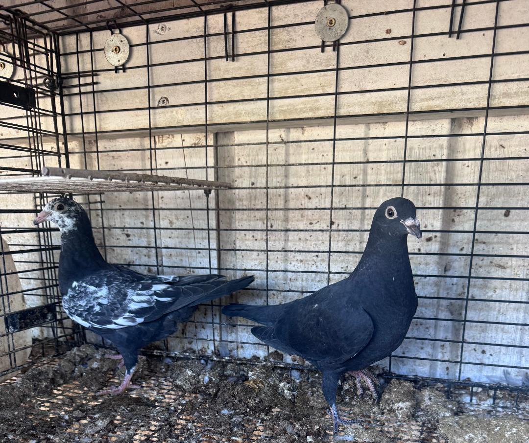 iPigeon.com - Racing Pigeon Auction