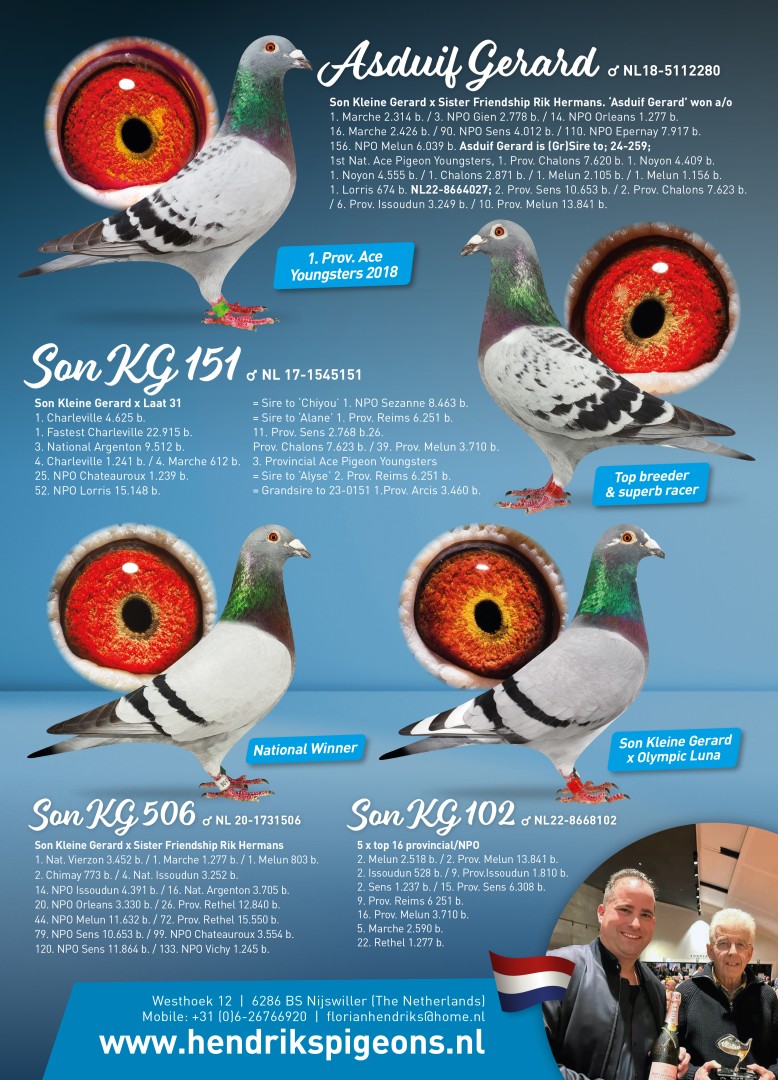iPigeon.com - Racing Pigeon Auction