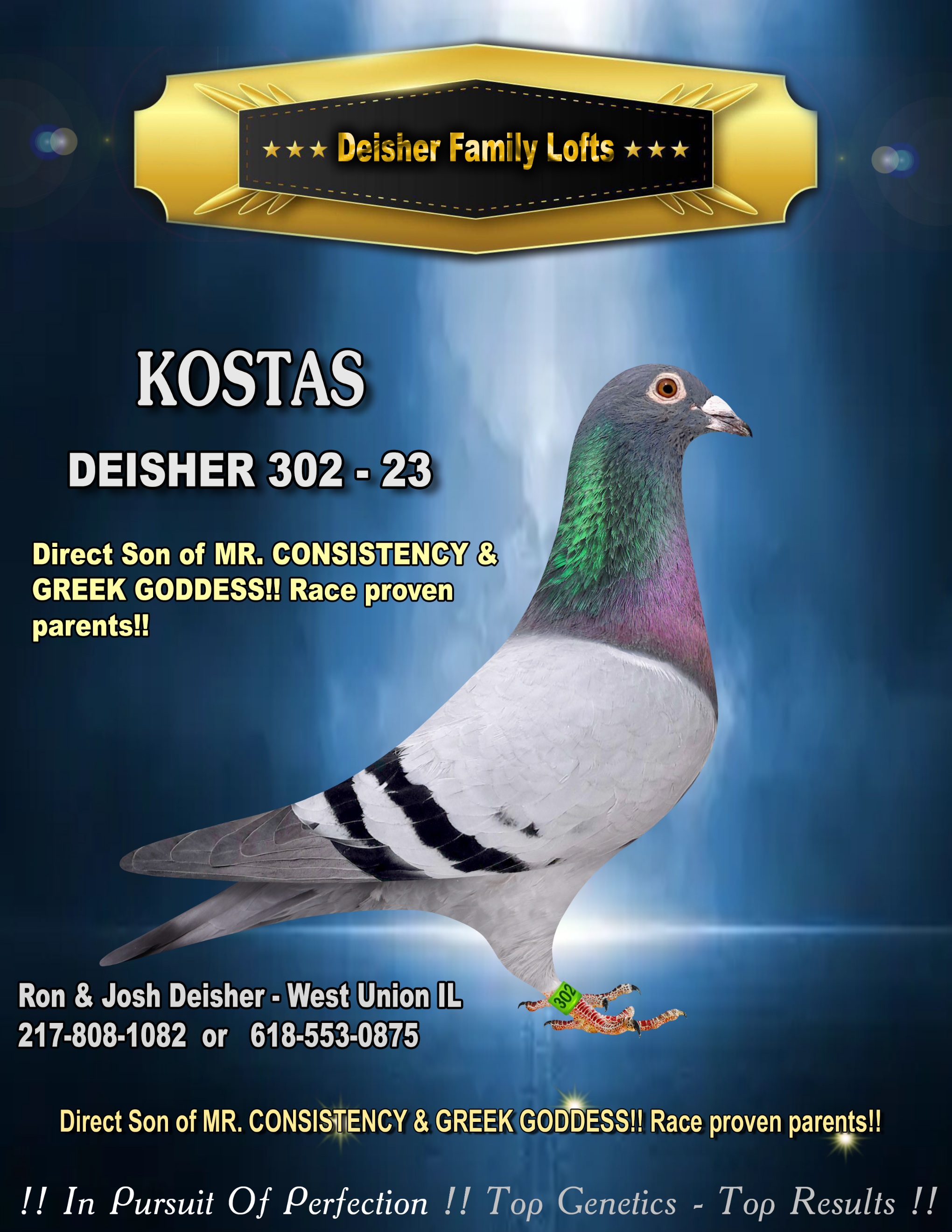 iPigeon.com - Racing Pigeon Auction