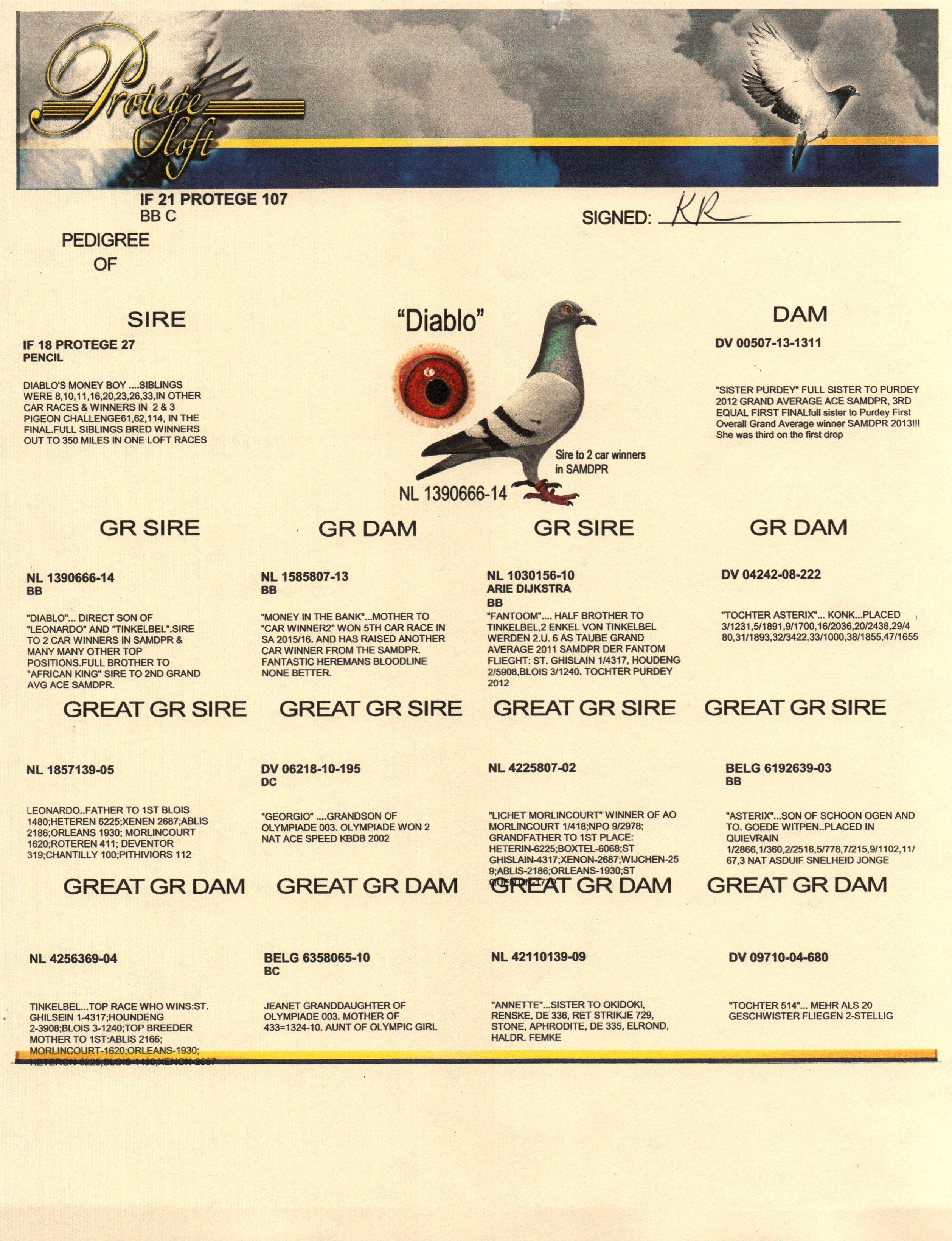 iPigeon.com - Racing Pigeon Auction