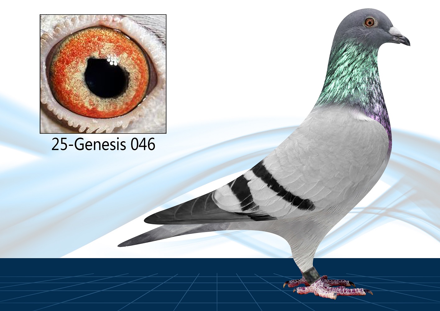iPigeon.com - Racing Pigeon Auction