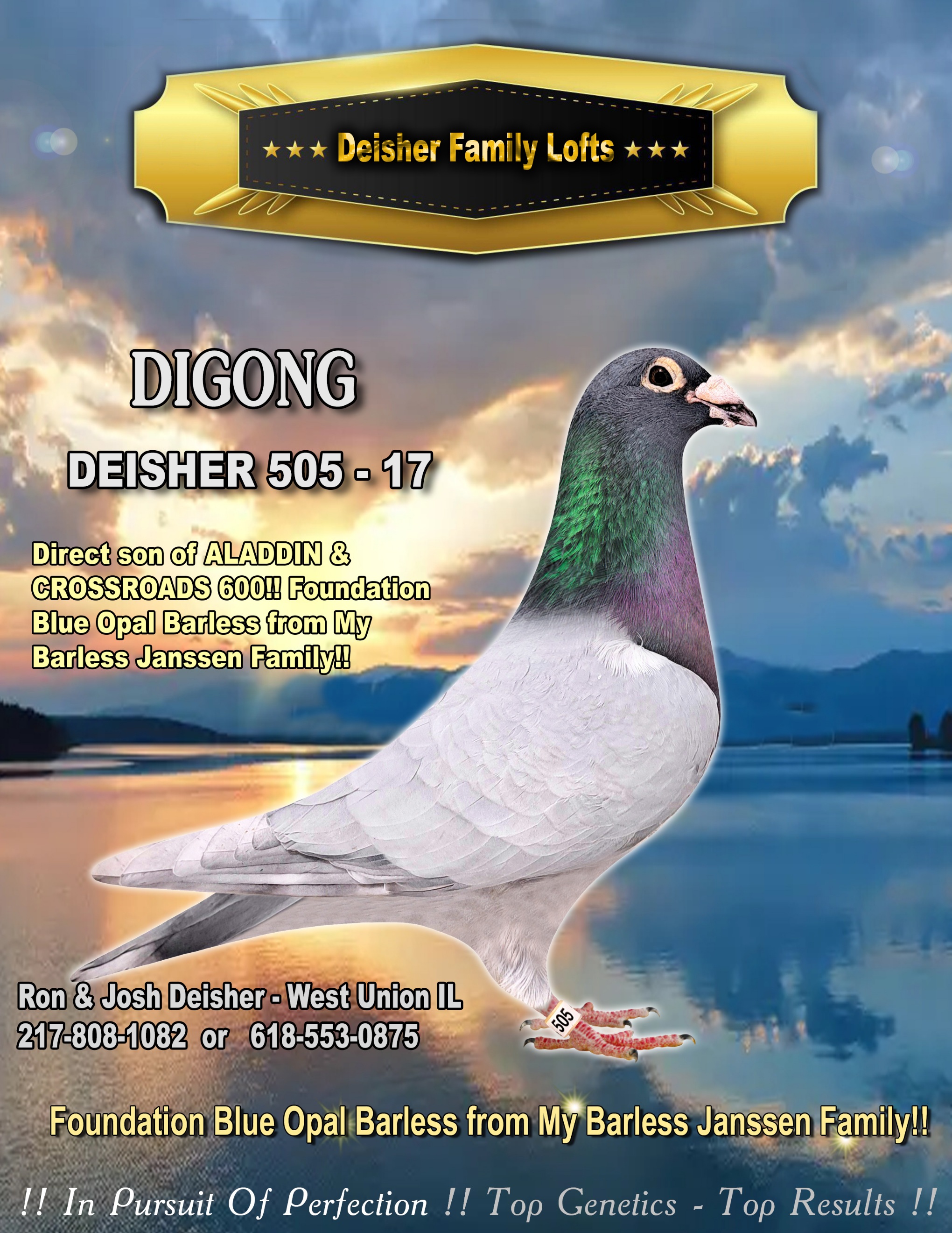 iPigeon.com - Racing Pigeon Auction