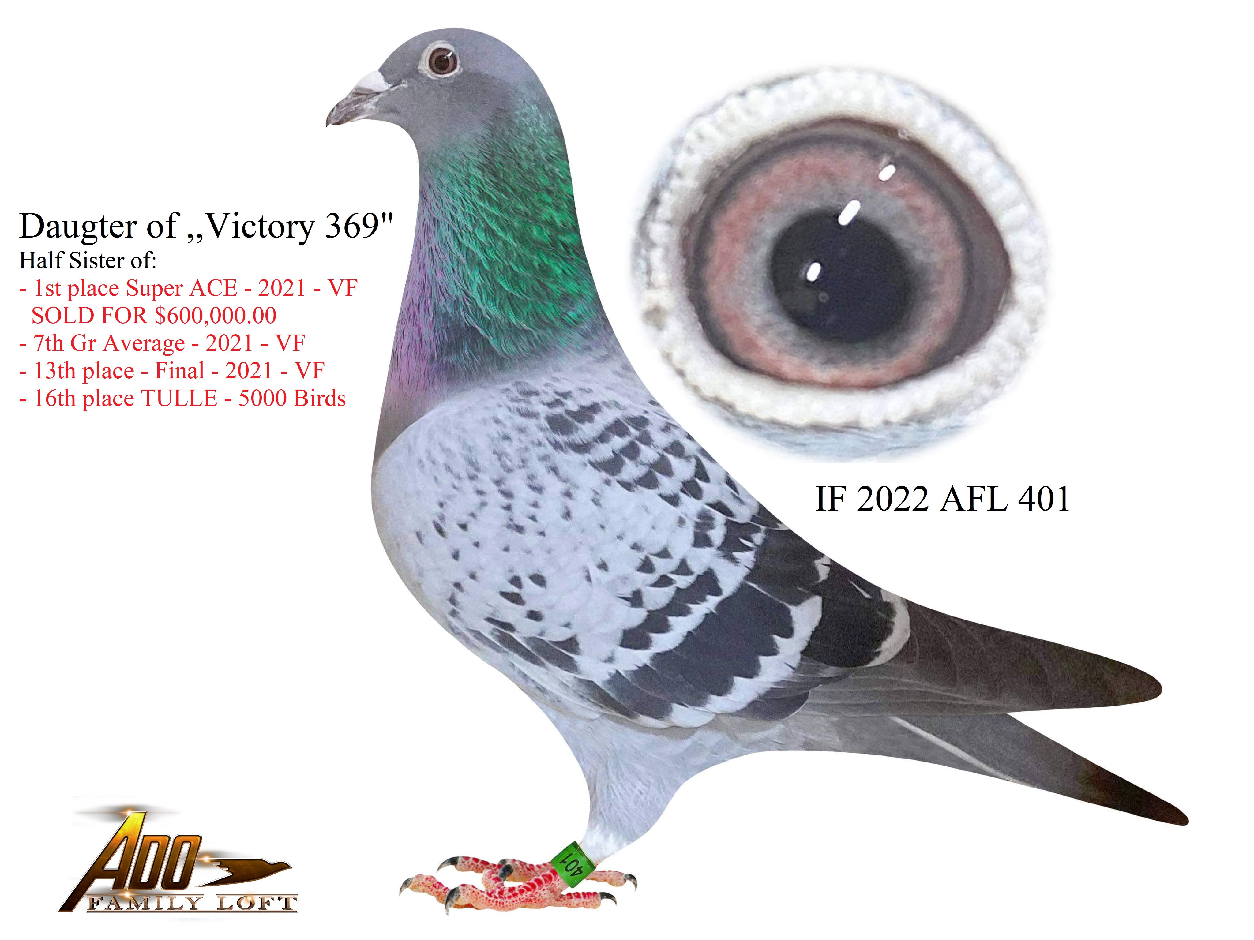 iPigeon.com - Racing Pigeon Auction