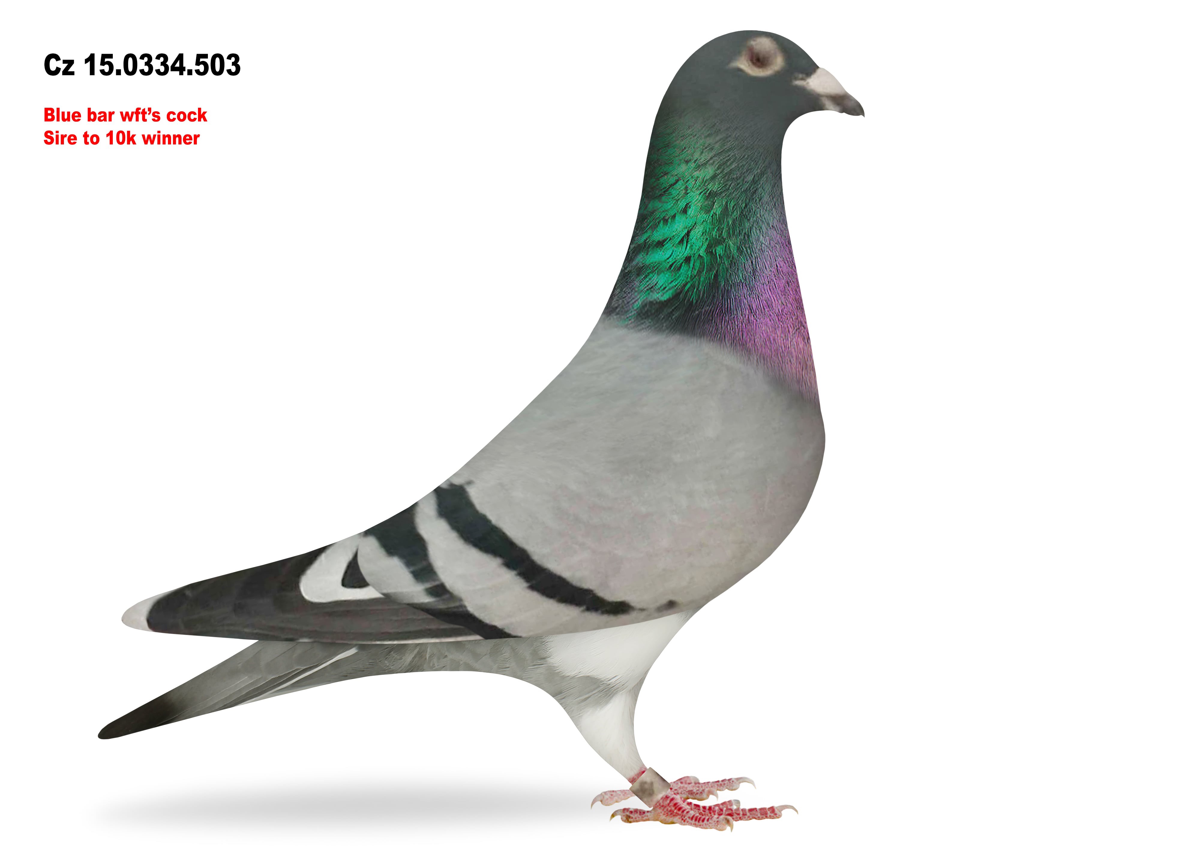 iPigeon.com - Racing Pigeon Auction