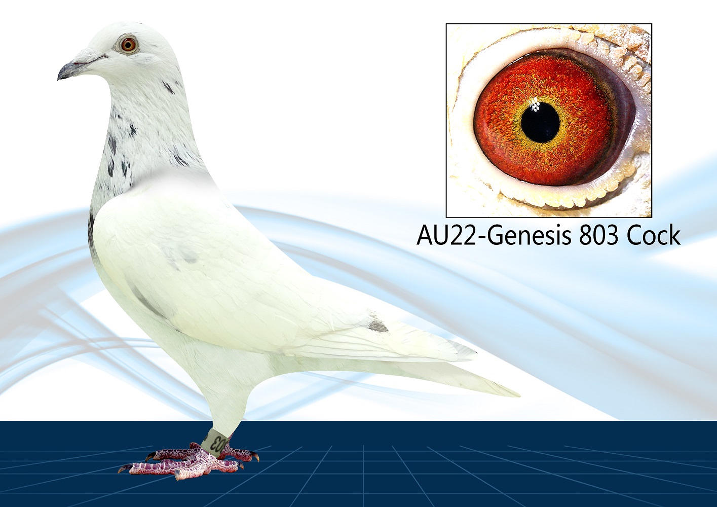 iPigeon.com - Racing Pigeon Auction