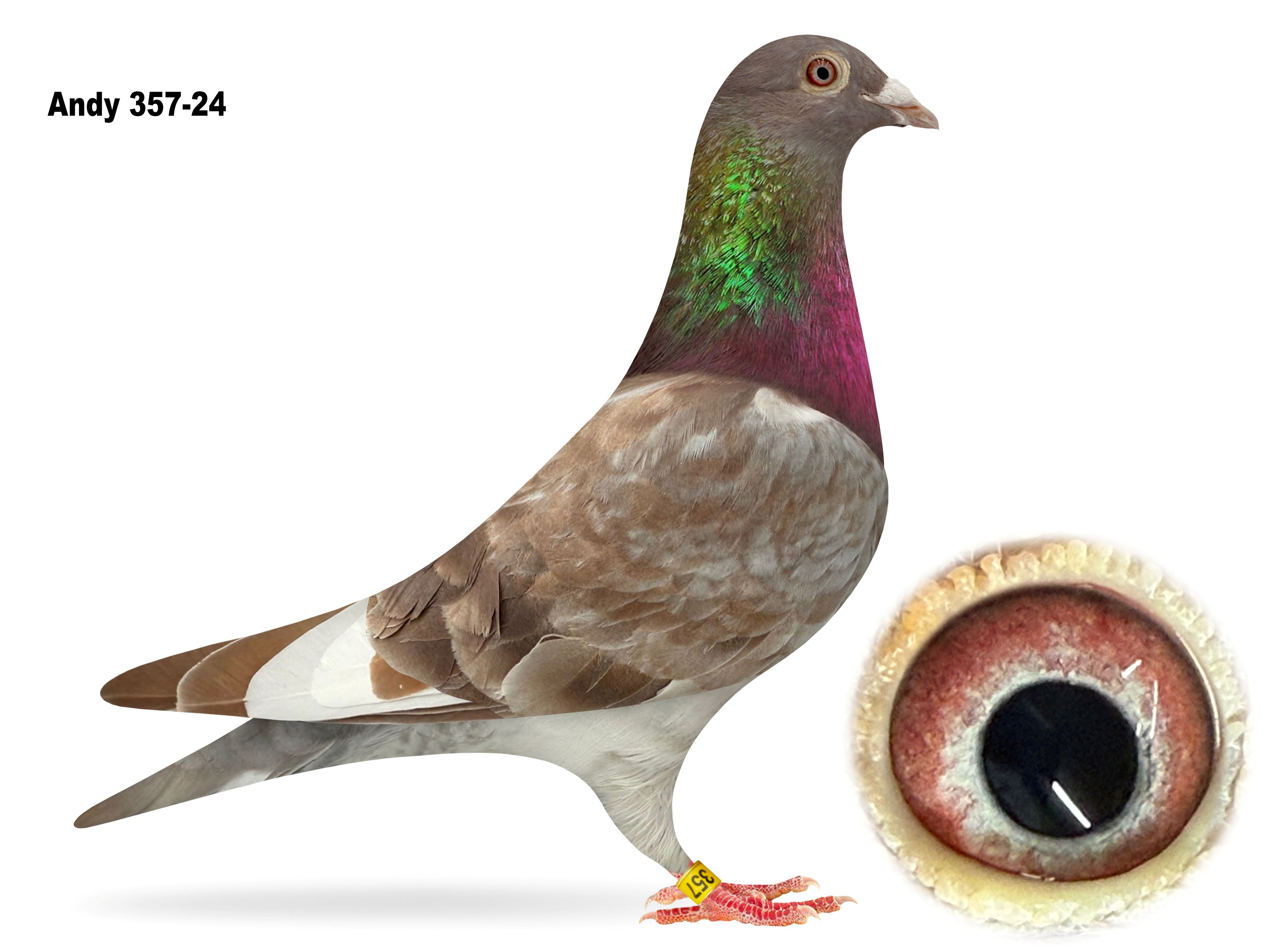 iPigeon.com - Racing Pigeon Auction