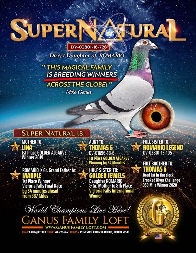 iPigeon.com - Racing Pigeon Auction