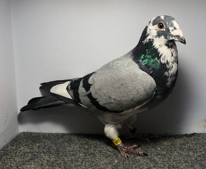 iPigeon.com - Racing Pigeon Auction