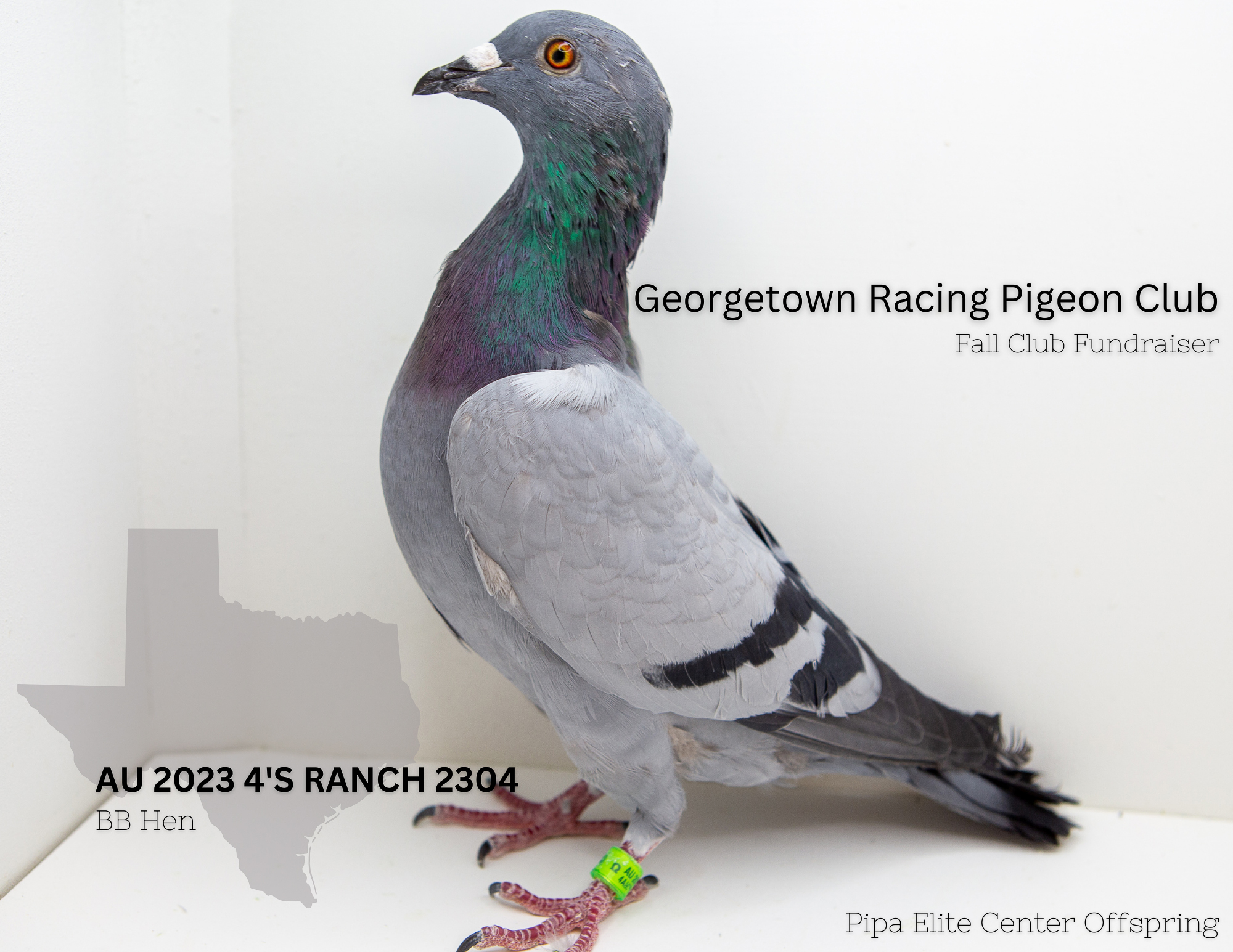 iPigeon.com - Racing Pigeon Auction
