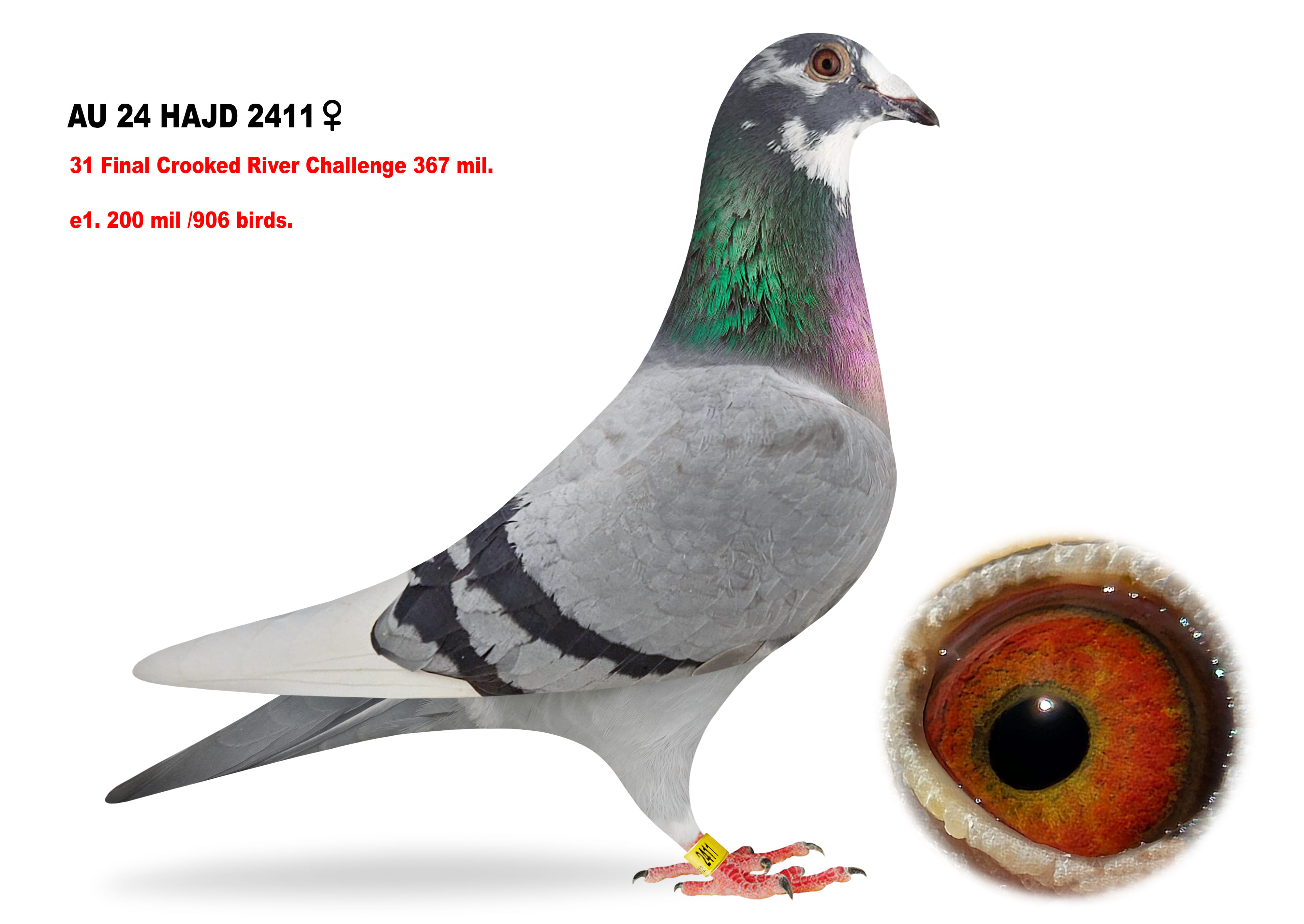 iPigeon.com - Racing Pigeon Auction