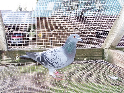 iPigeon.com - Racing Pigeon Auction