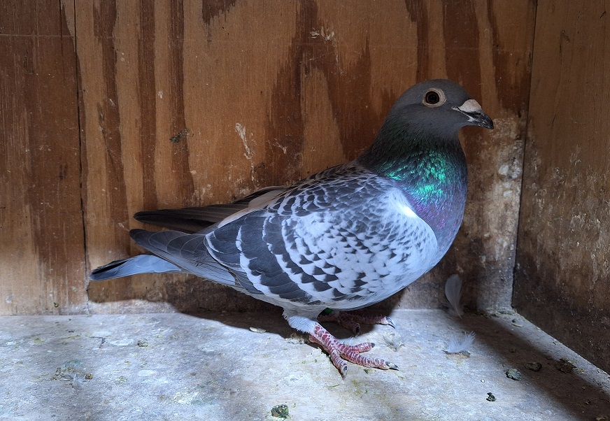 iPigeon.com - Racing Pigeon Auction