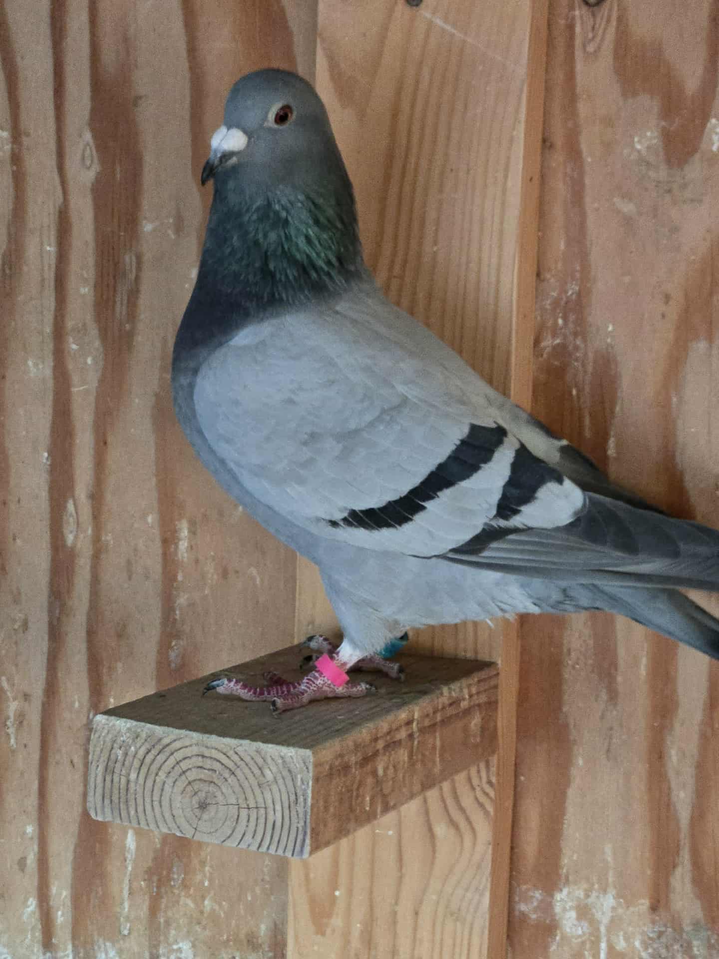iPigeon.com - Racing Pigeon Auction