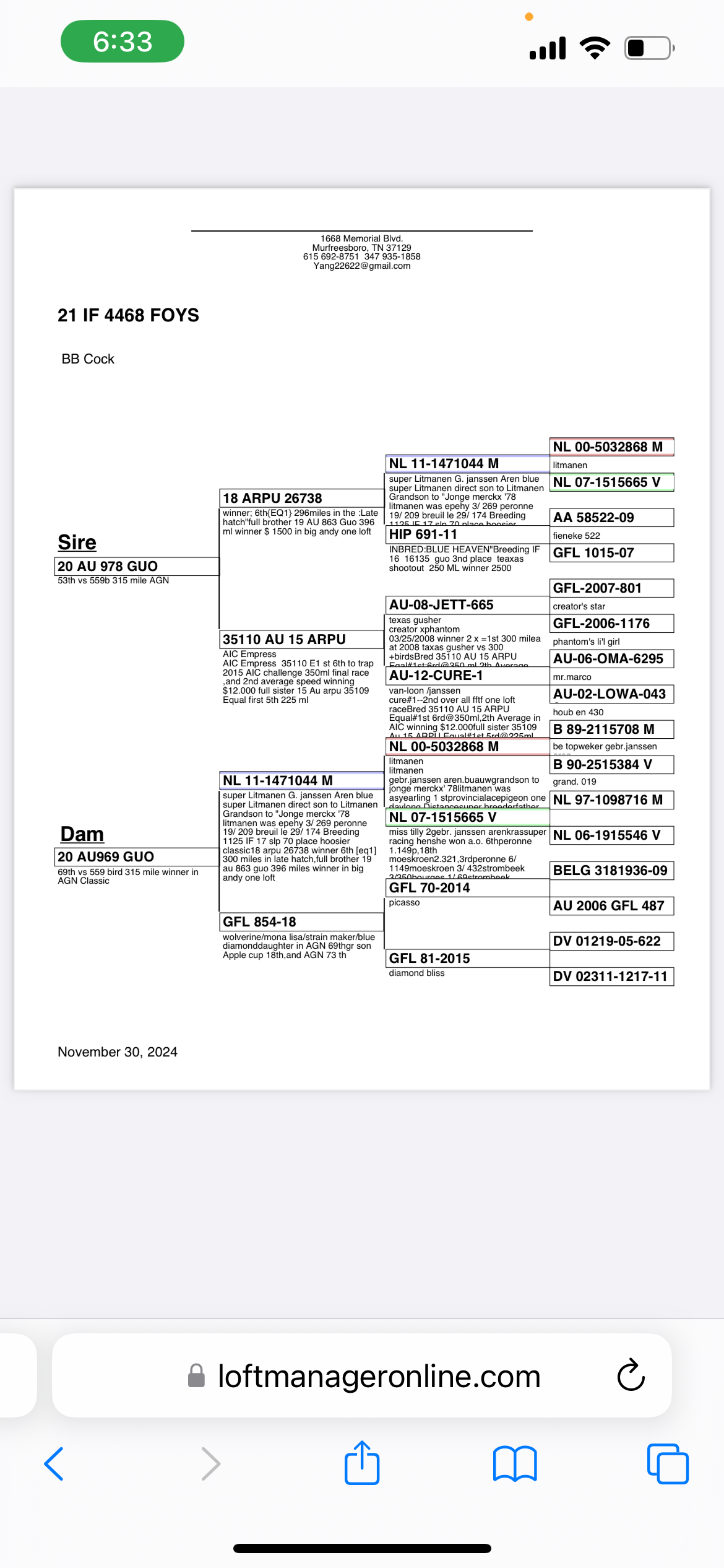 iPigeon.com - Racing Pigeon Auction