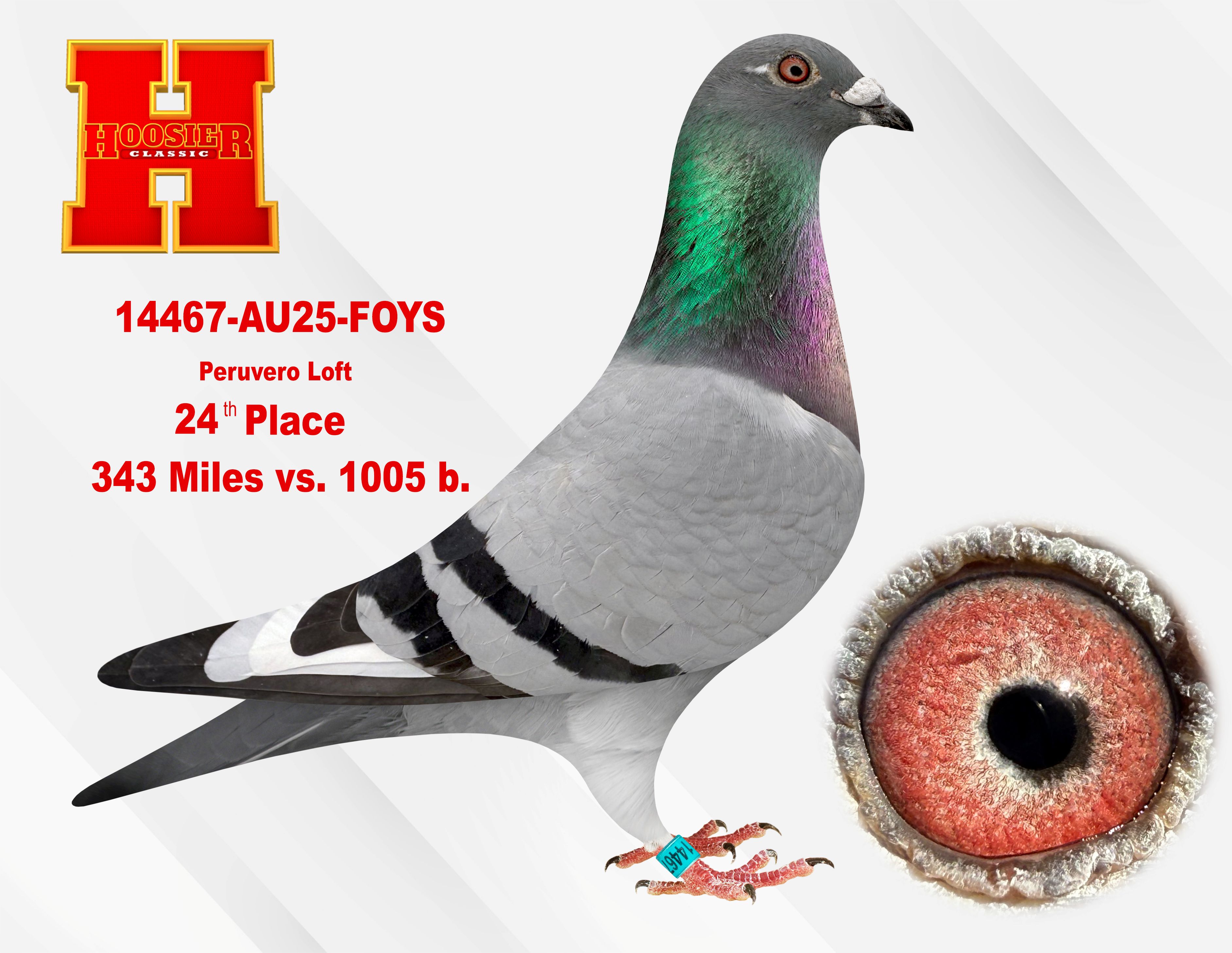 iPigeon.com - Racing Pigeon Auction