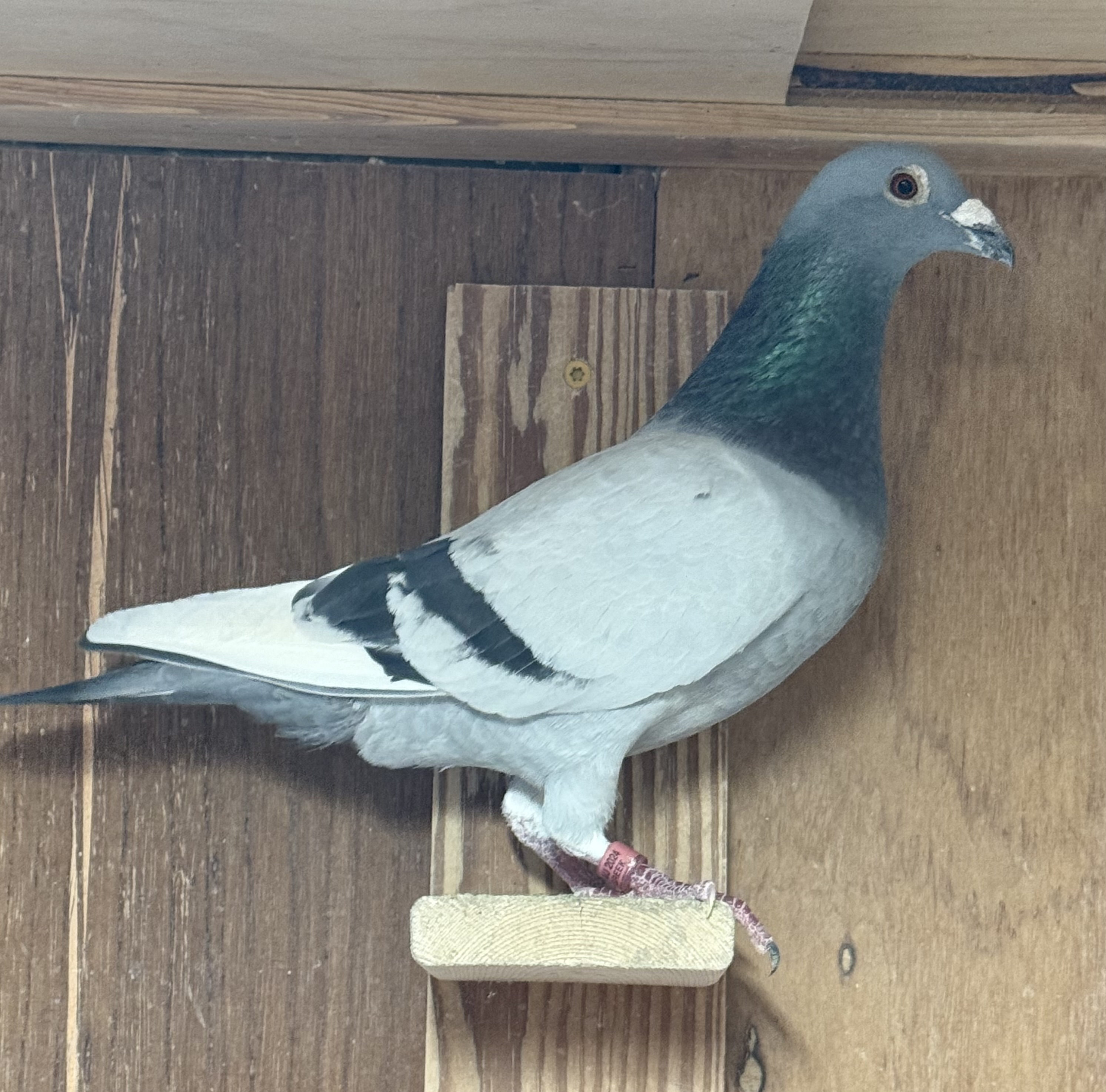 iPigeon.com - Racing Pigeon Auction