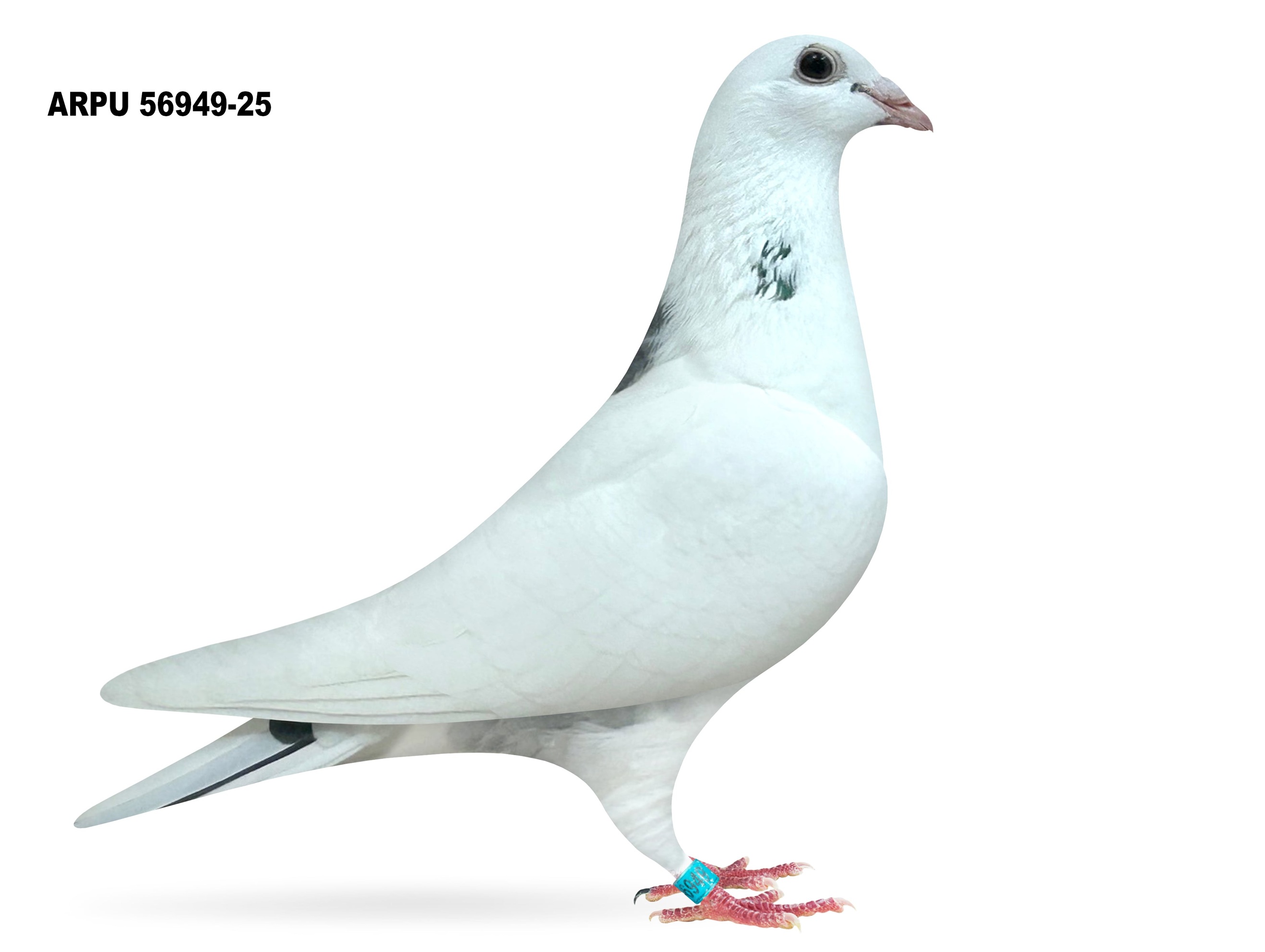 iPigeon.com - Racing Pigeon Auction
