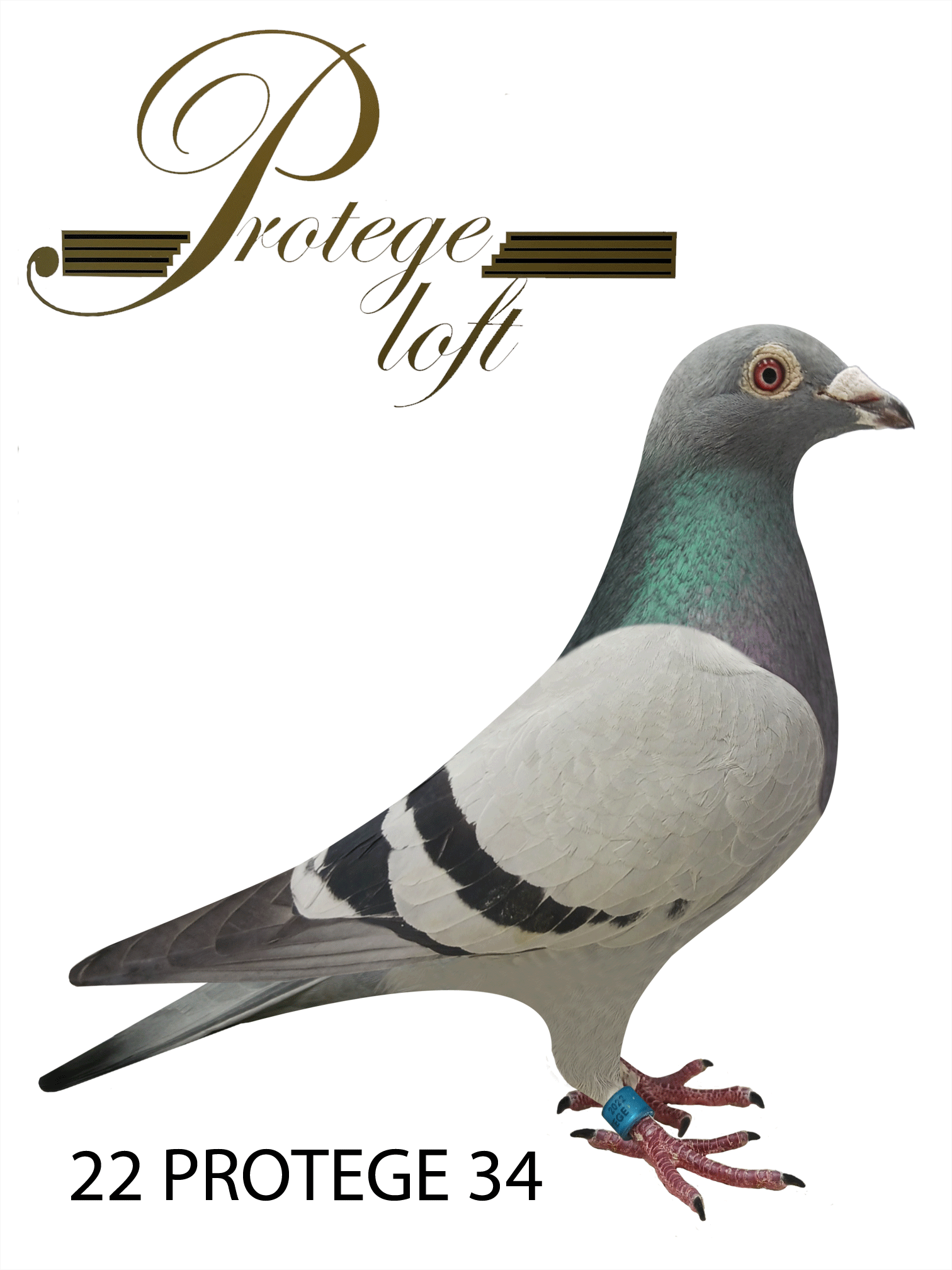 iPigeon.com - Racing Pigeon Auction
