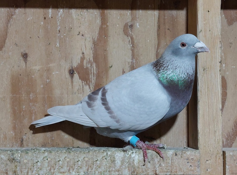 iPigeon.com - Racing Pigeon Auction