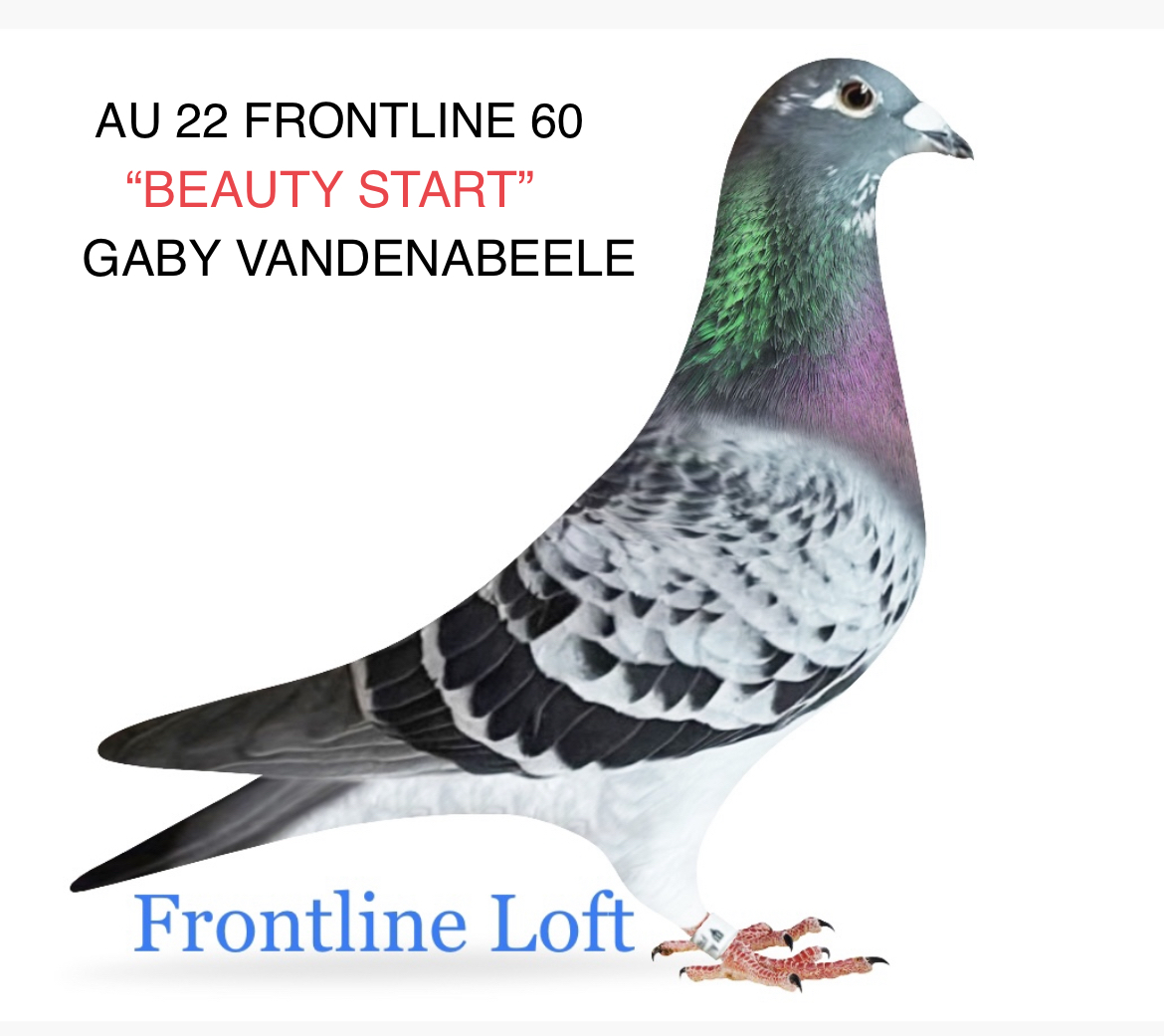 iPigeon.com - Racing Pigeon Auction