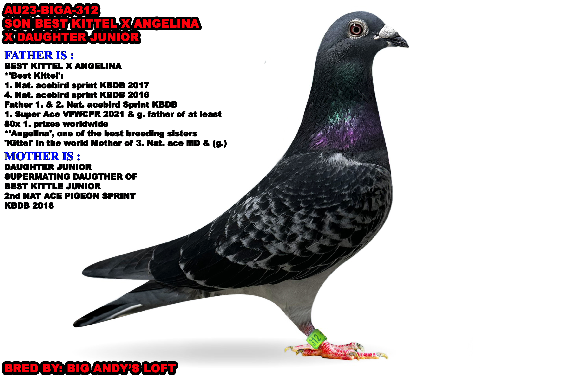 iPigeon.com - Racing Pigeon Auction