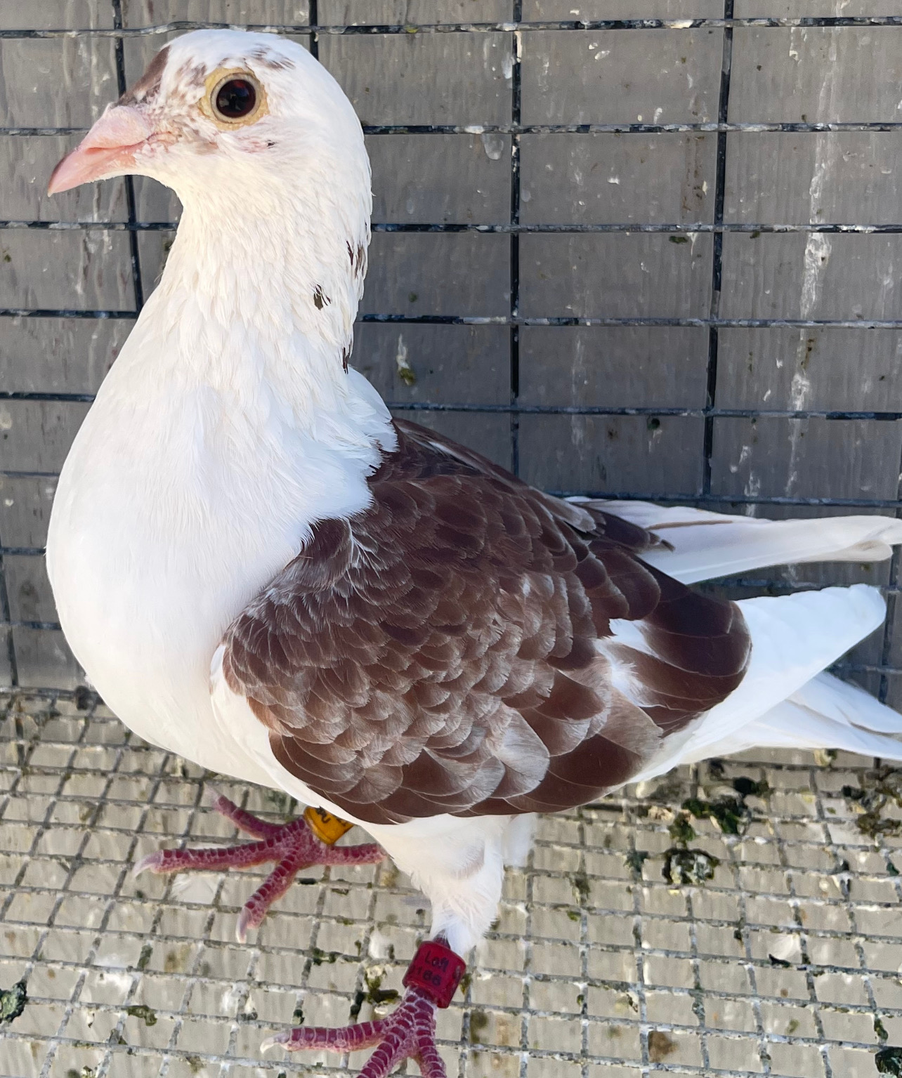 iPigeon.com - Racing Pigeon Auction