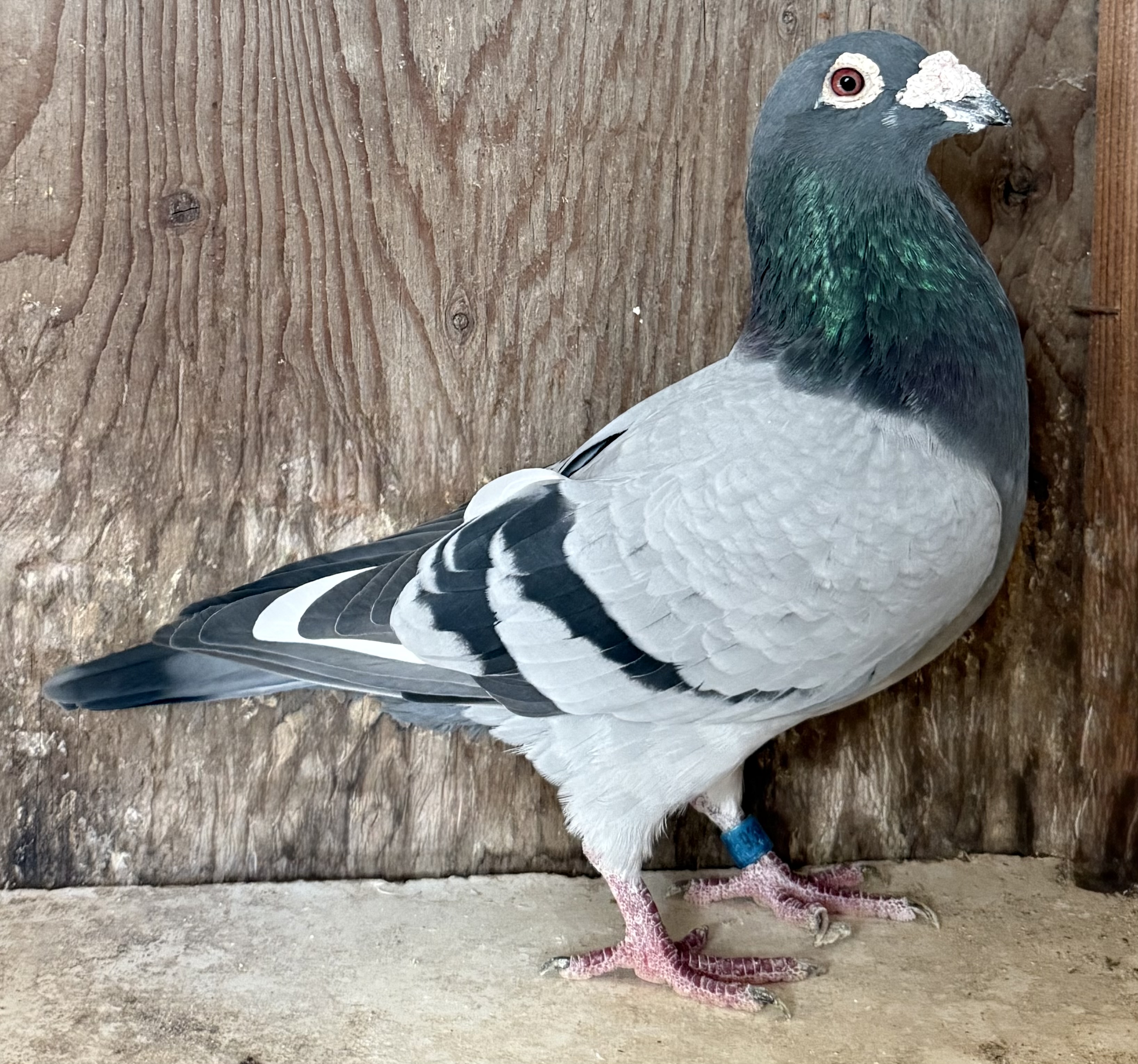 iPigeon.com - Racing Pigeon Auction
