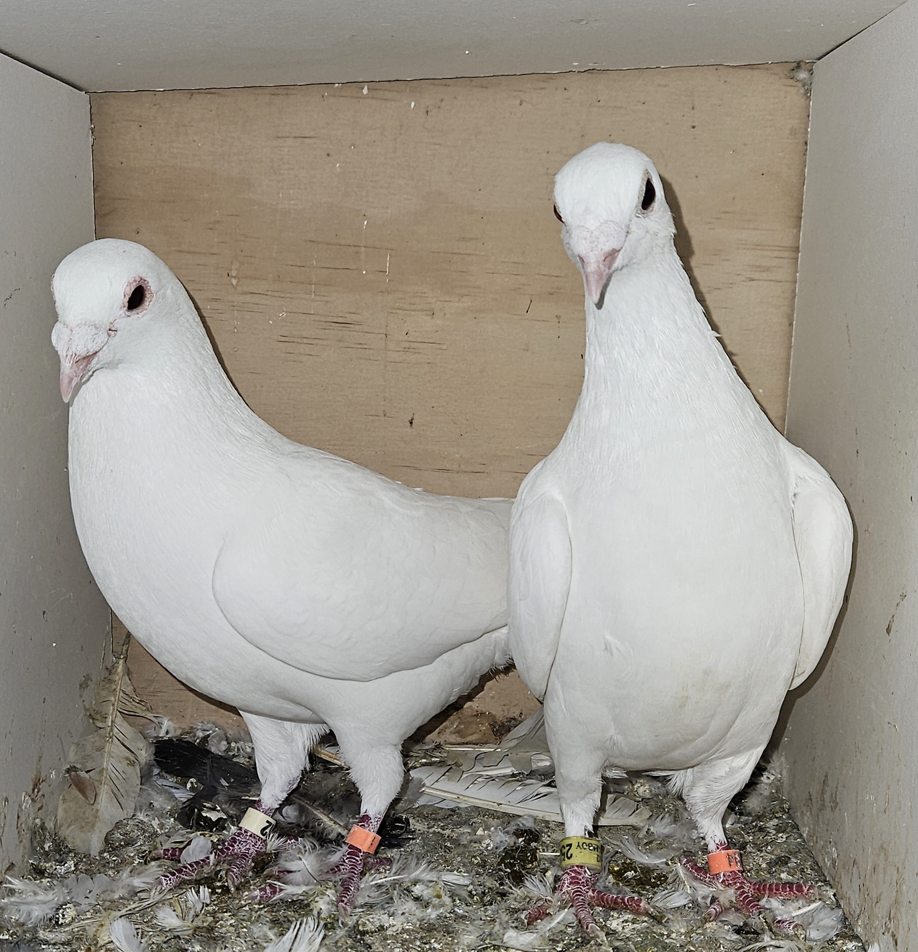 iPigeon.com - Racing Pigeon Auction