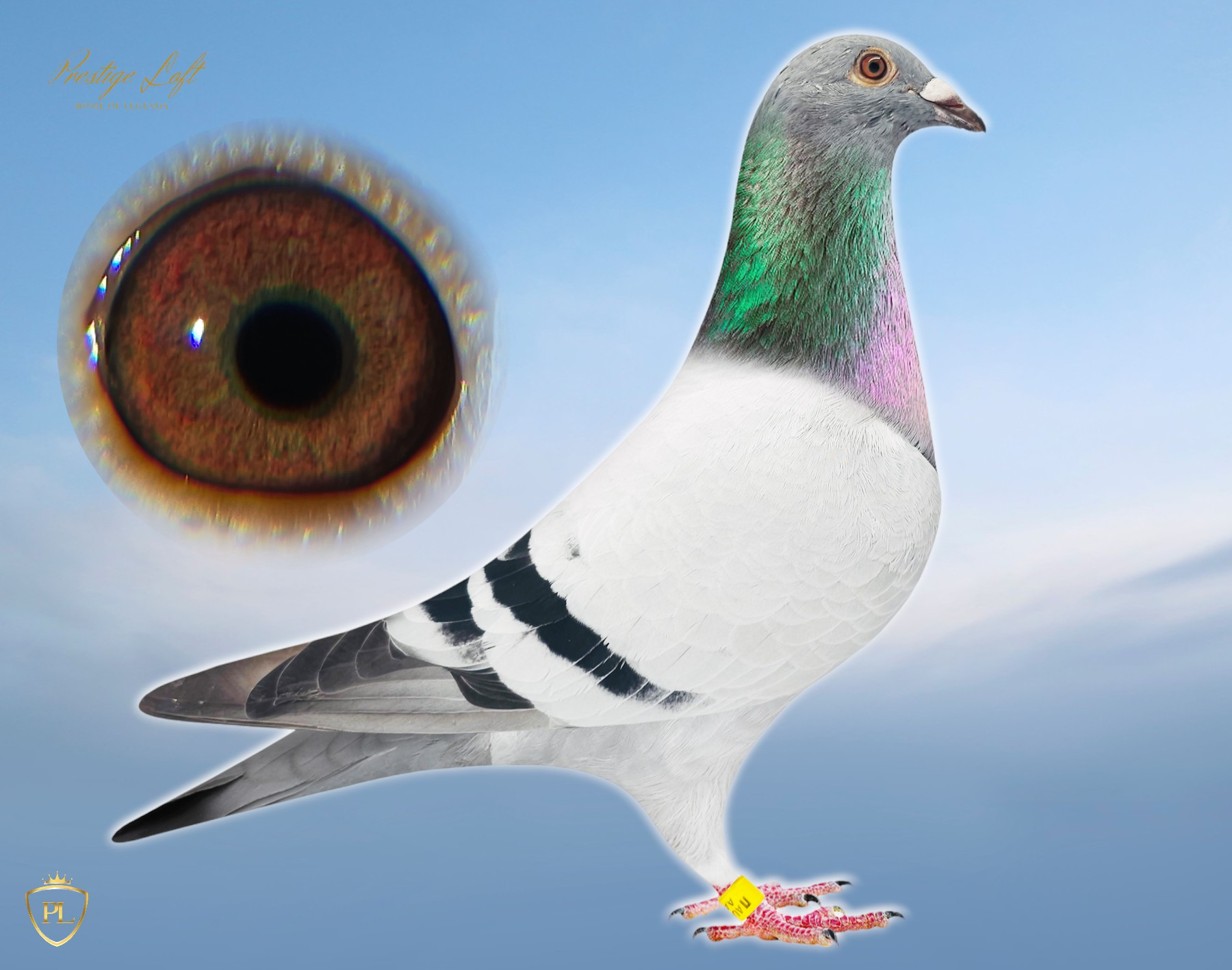iPigeon.com - Racing Pigeon Auction