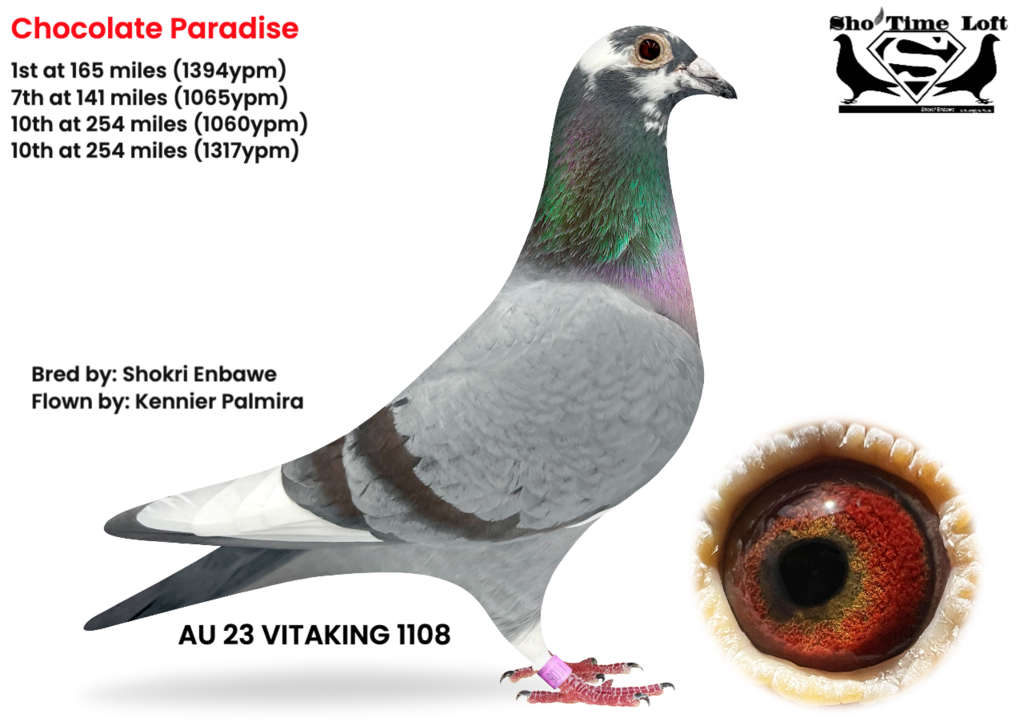 iPigeon.com - Racing Pigeon Auction