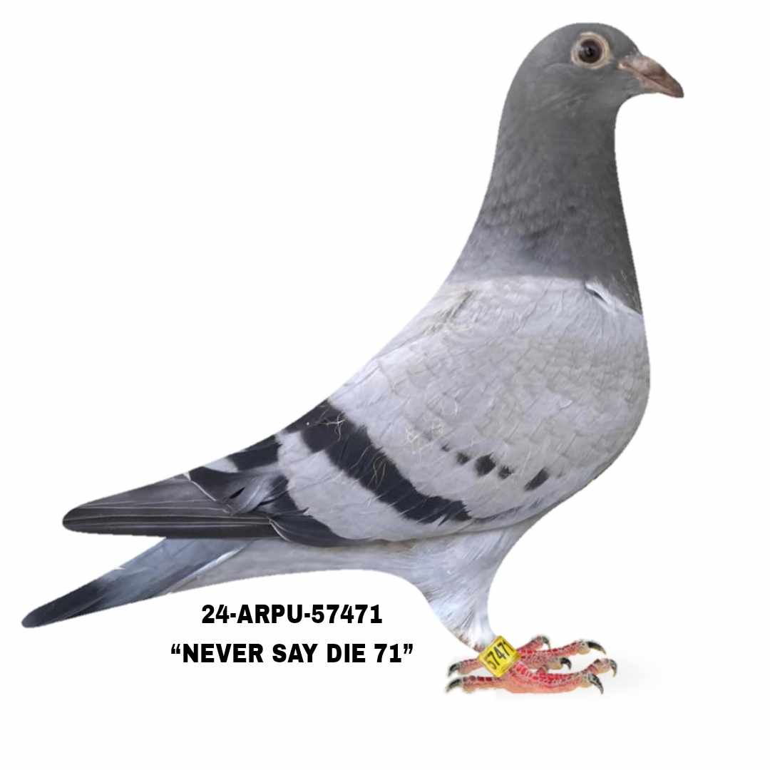 iPigeon.com - Racing Pigeon Auction