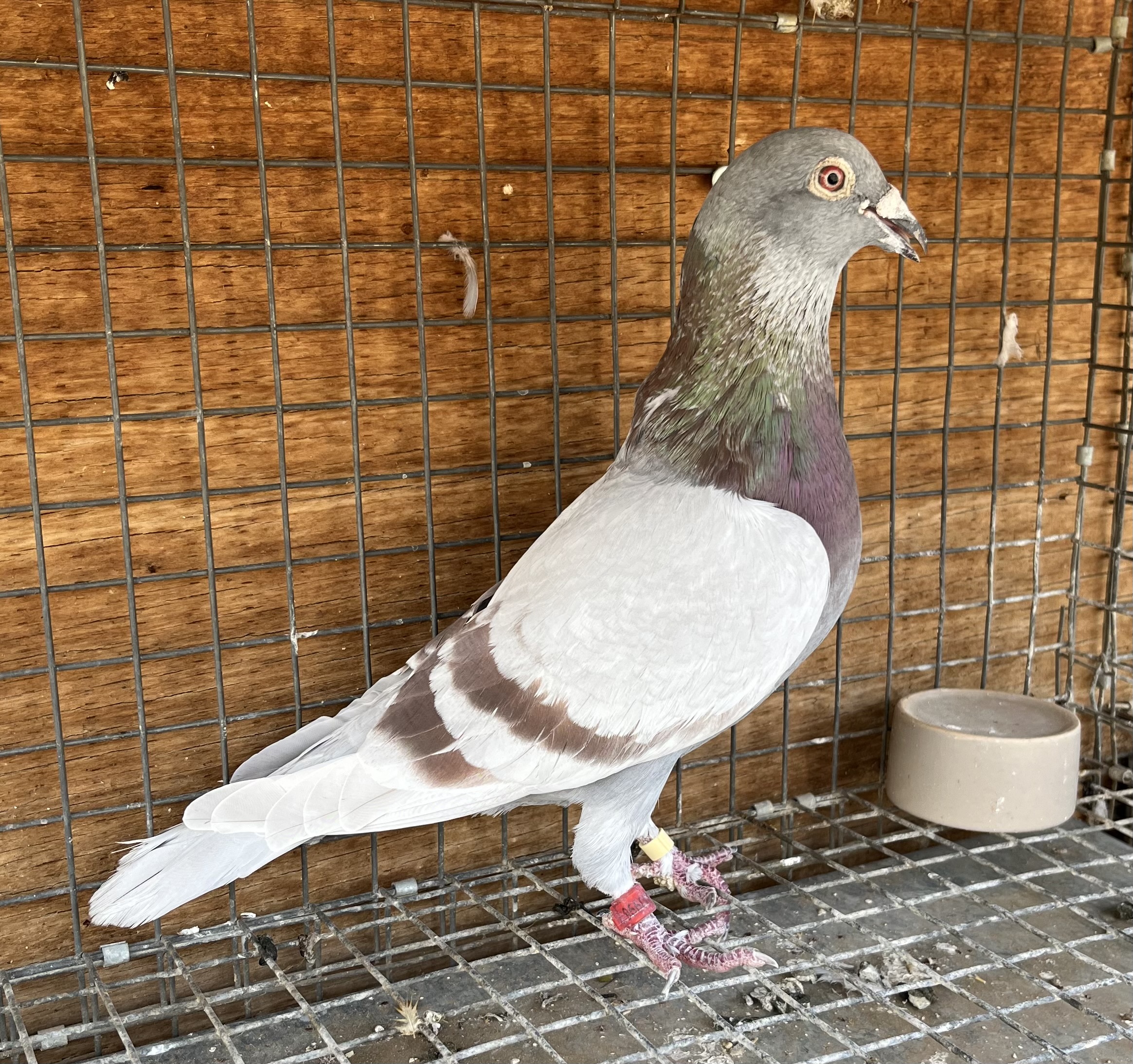 iPigeon.com - Racing Pigeon Auction