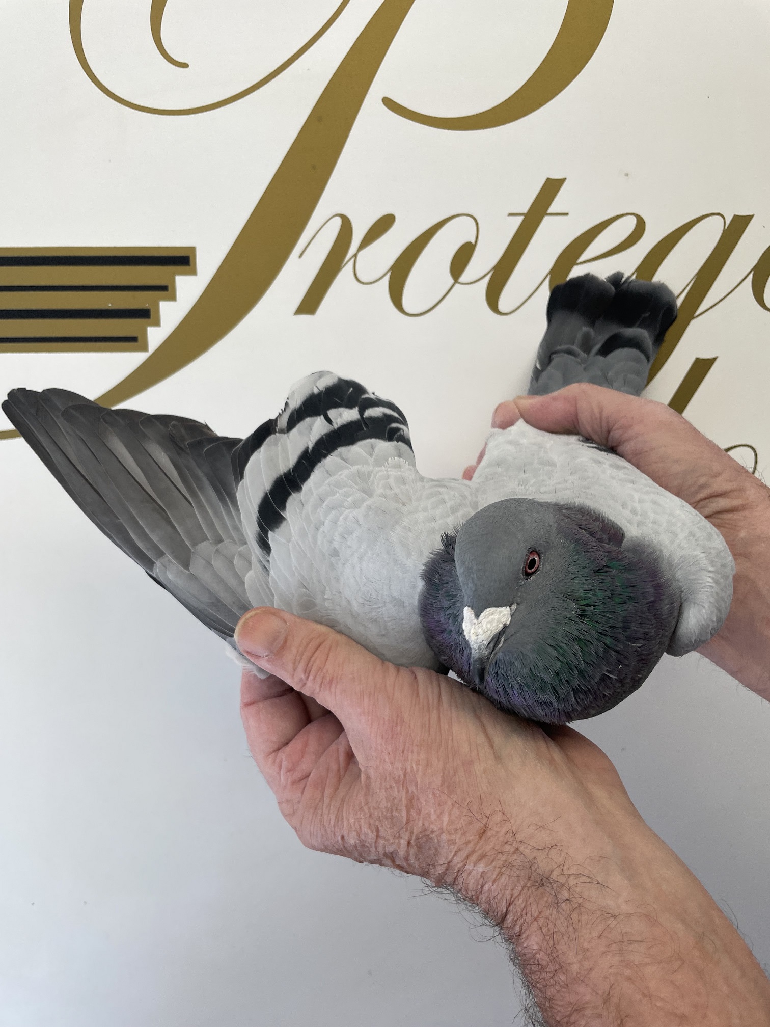 iPigeon.com - Racing Pigeon Auction