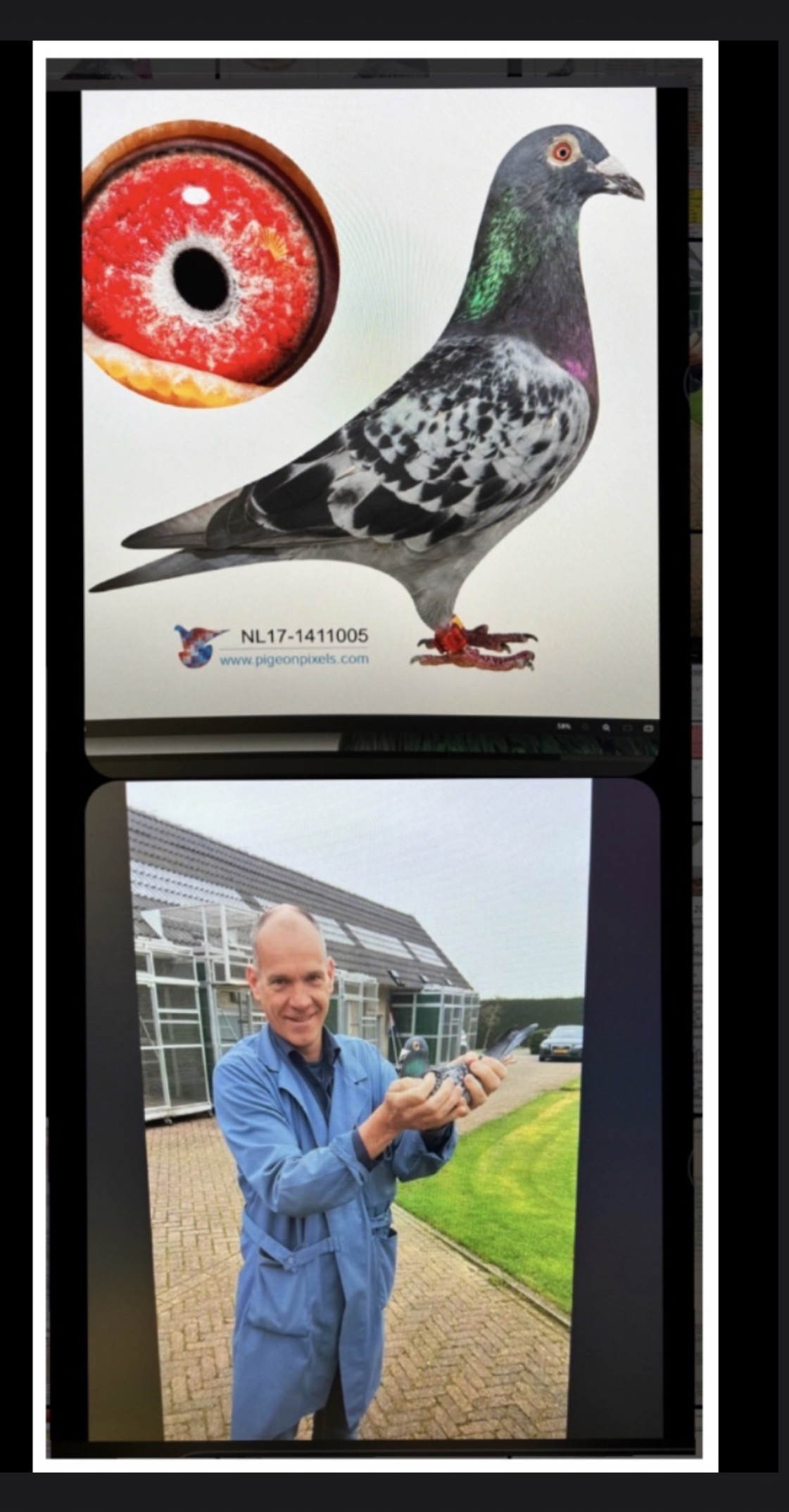 iPigeon.com - Racing Pigeon Auction