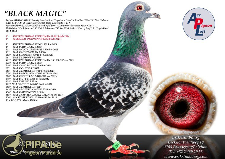 iPigeon.com - Racing Pigeon Auction