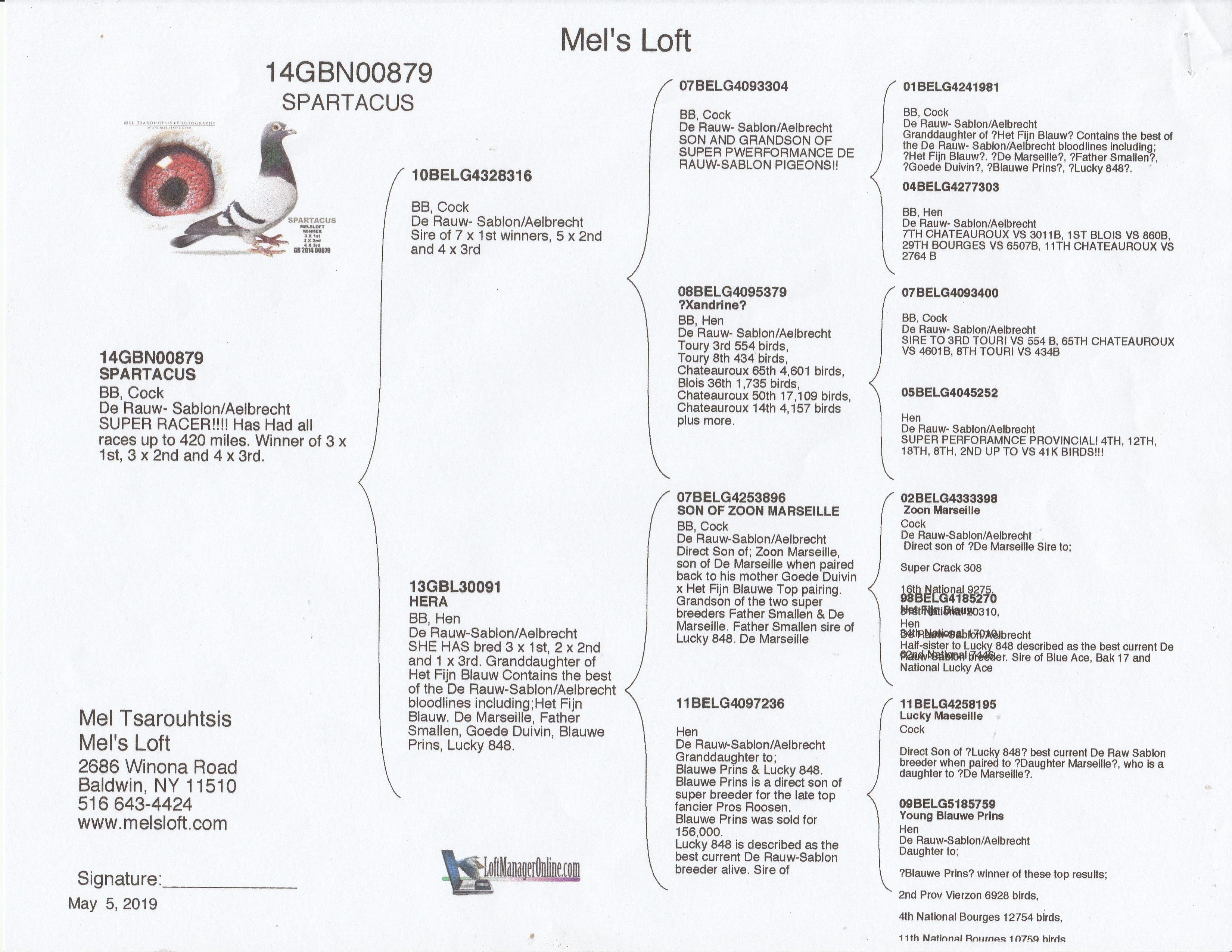 iPigeon.com - Racing Pigeon Auction