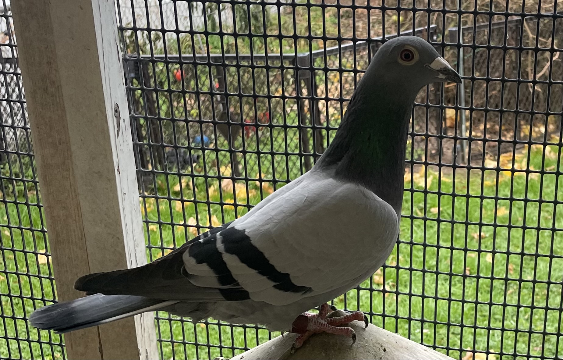 iPigeon.com - Racing Pigeon Auction