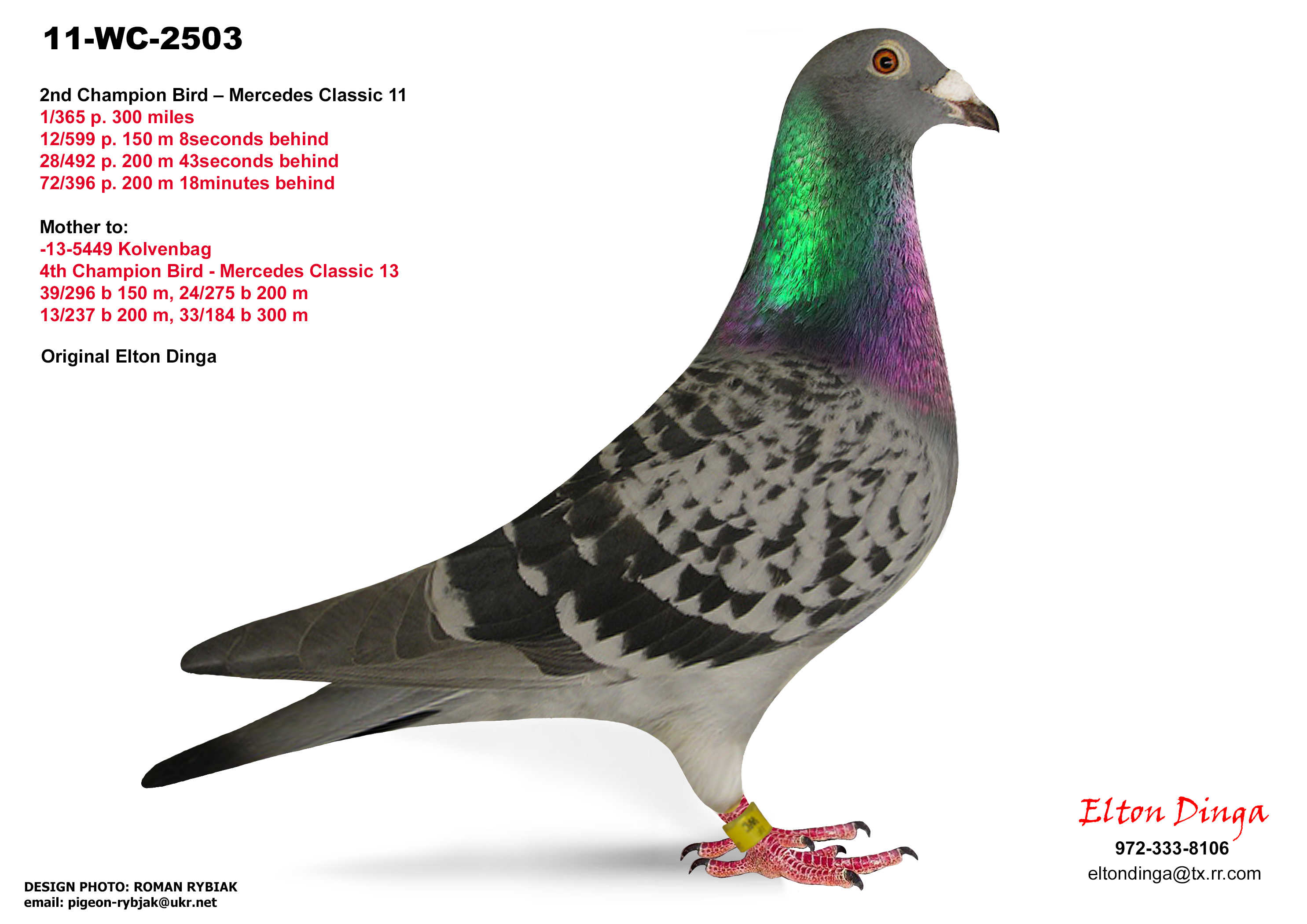 iPigeon.com - Racing Pigeon Auction