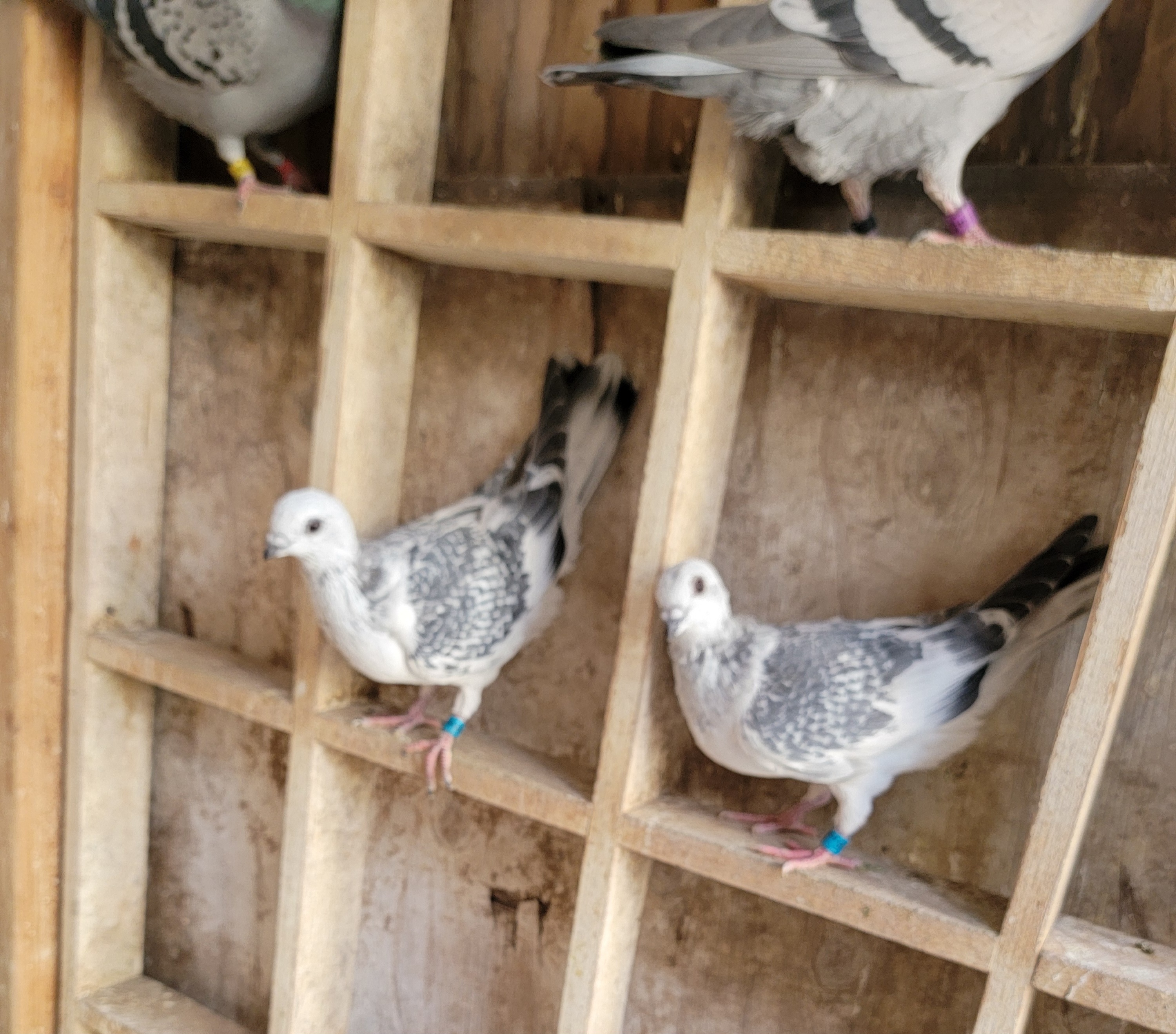 iPigeon.com - Racing Pigeon Auction