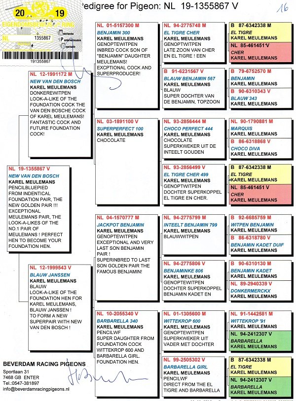iPigeon.com - Racing Pigeon Auction