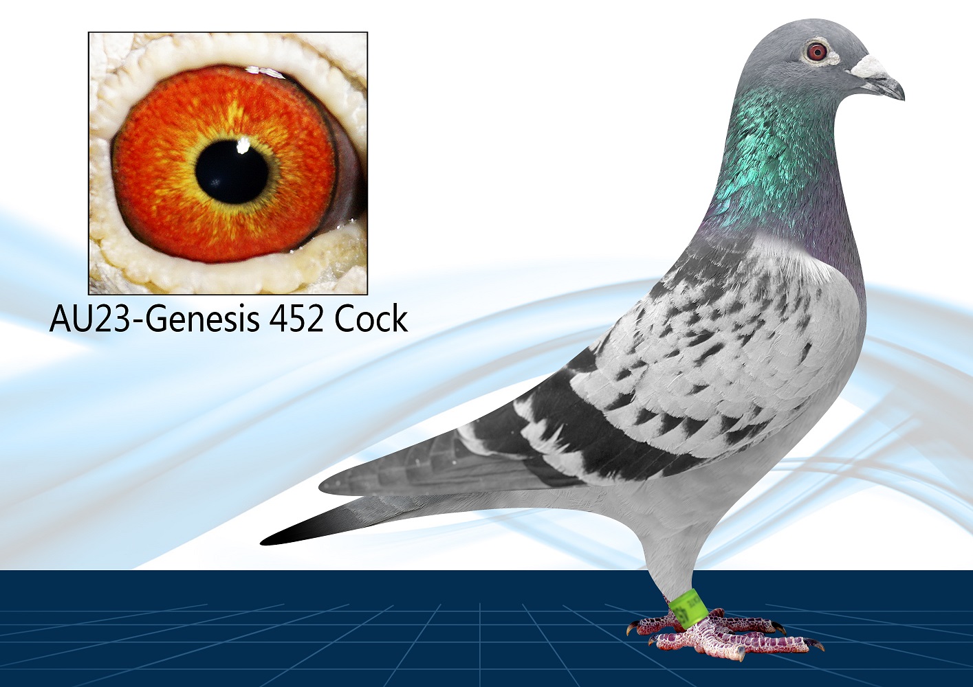 iPigeon.com - Racing Pigeon Auction