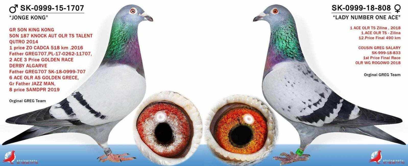 iPigeon.com - Racing Pigeon Auction