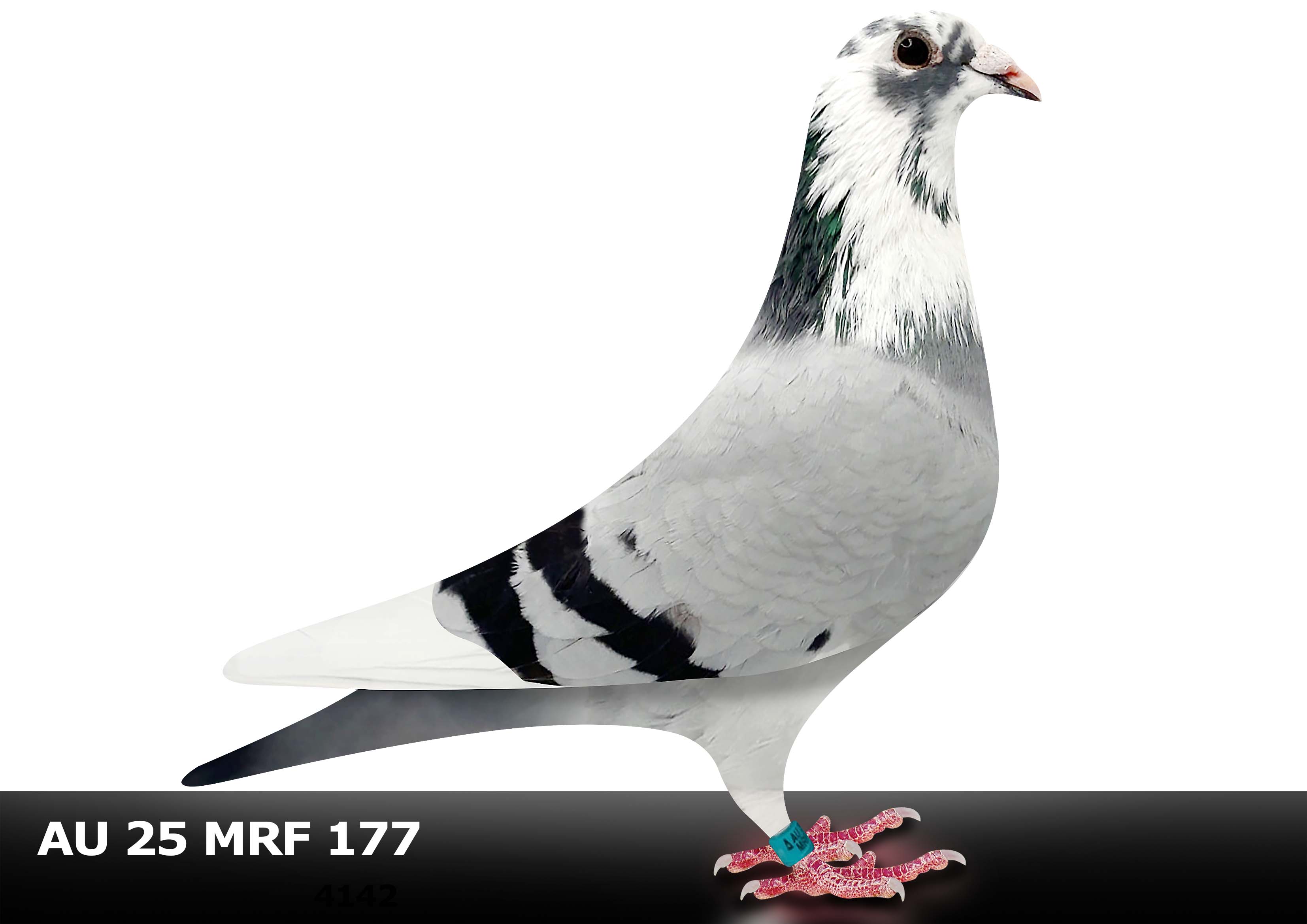 iPigeon.com - Racing Pigeon Auction