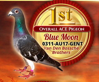 iPigeon.com - Racing Pigeon Auction